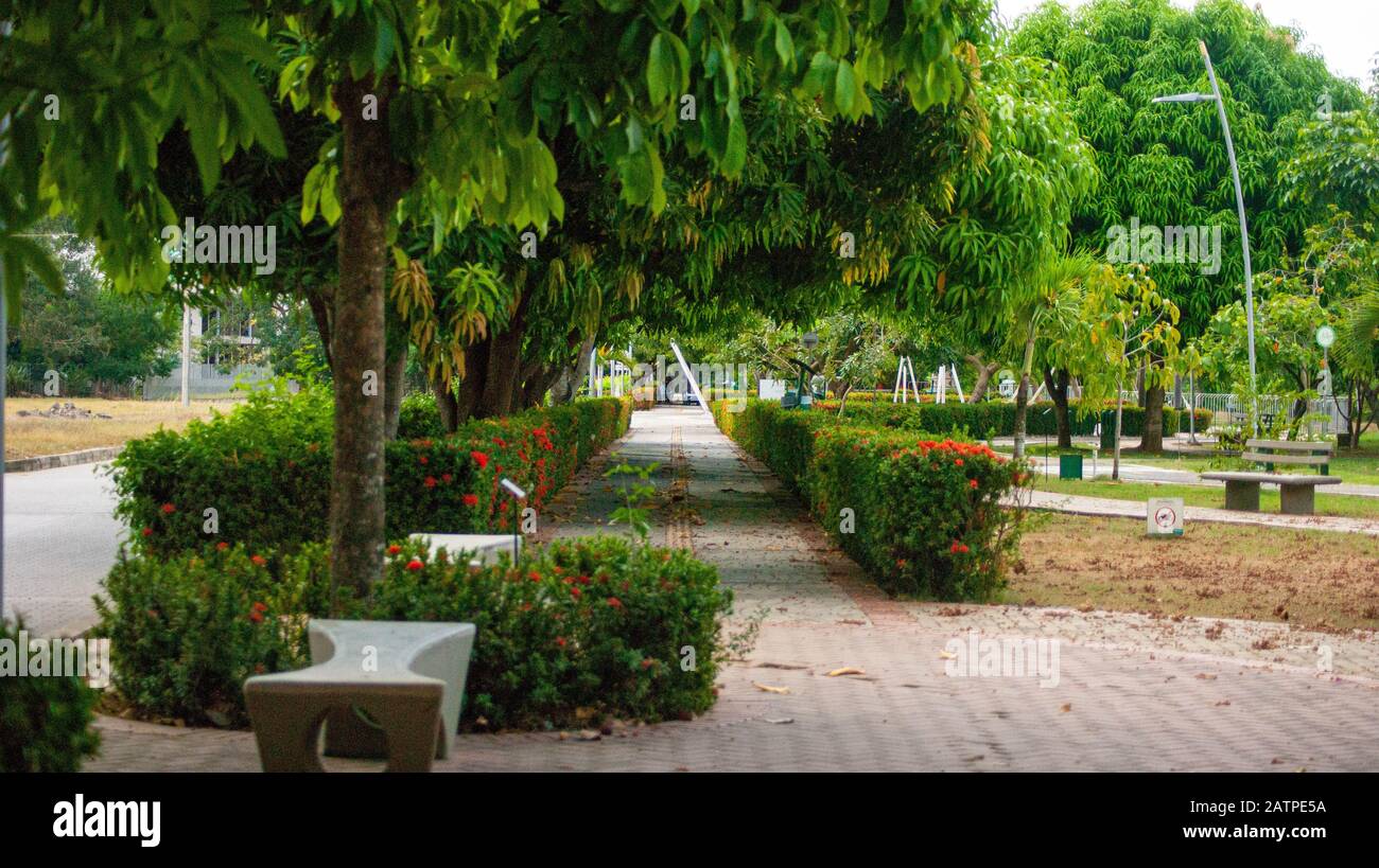 Arboles hi-res stock photography and images - Alamy