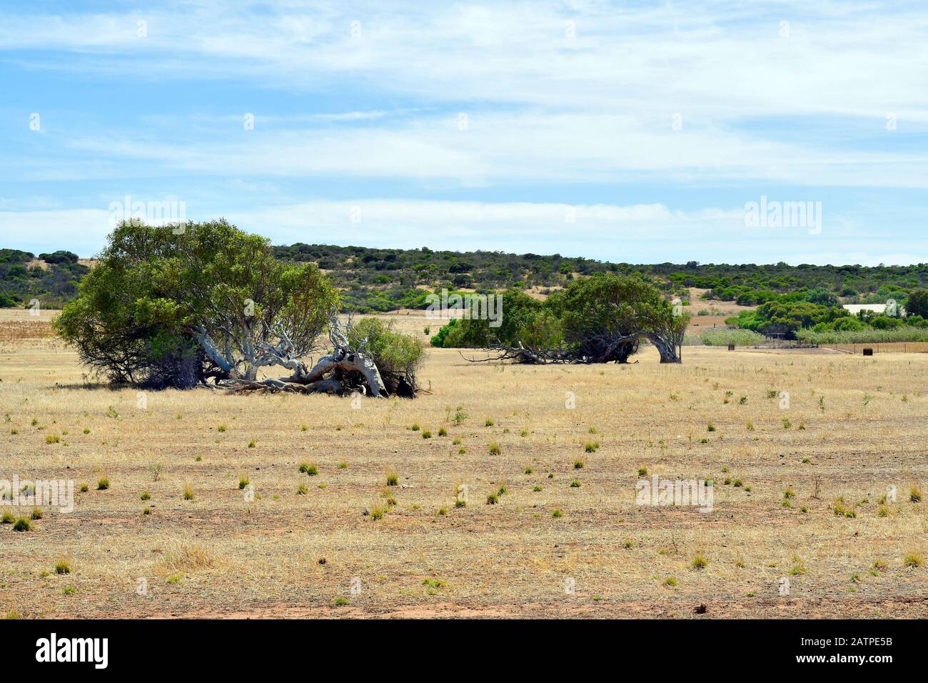 Australia, leaning trees in Greenough district Stock Photo - Alamy
