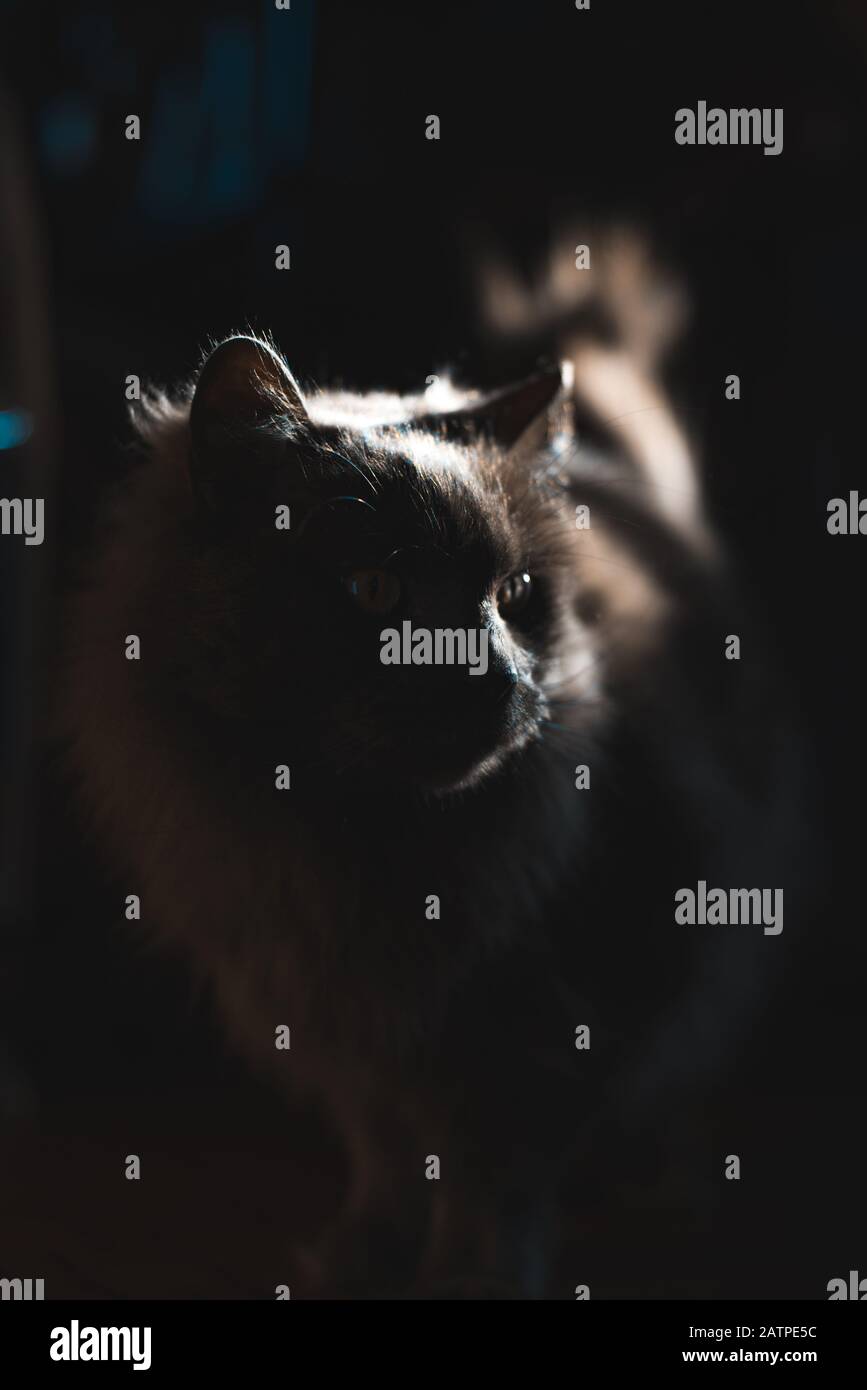 Stock pics of kittens hi-res stock photography and images - Alamy