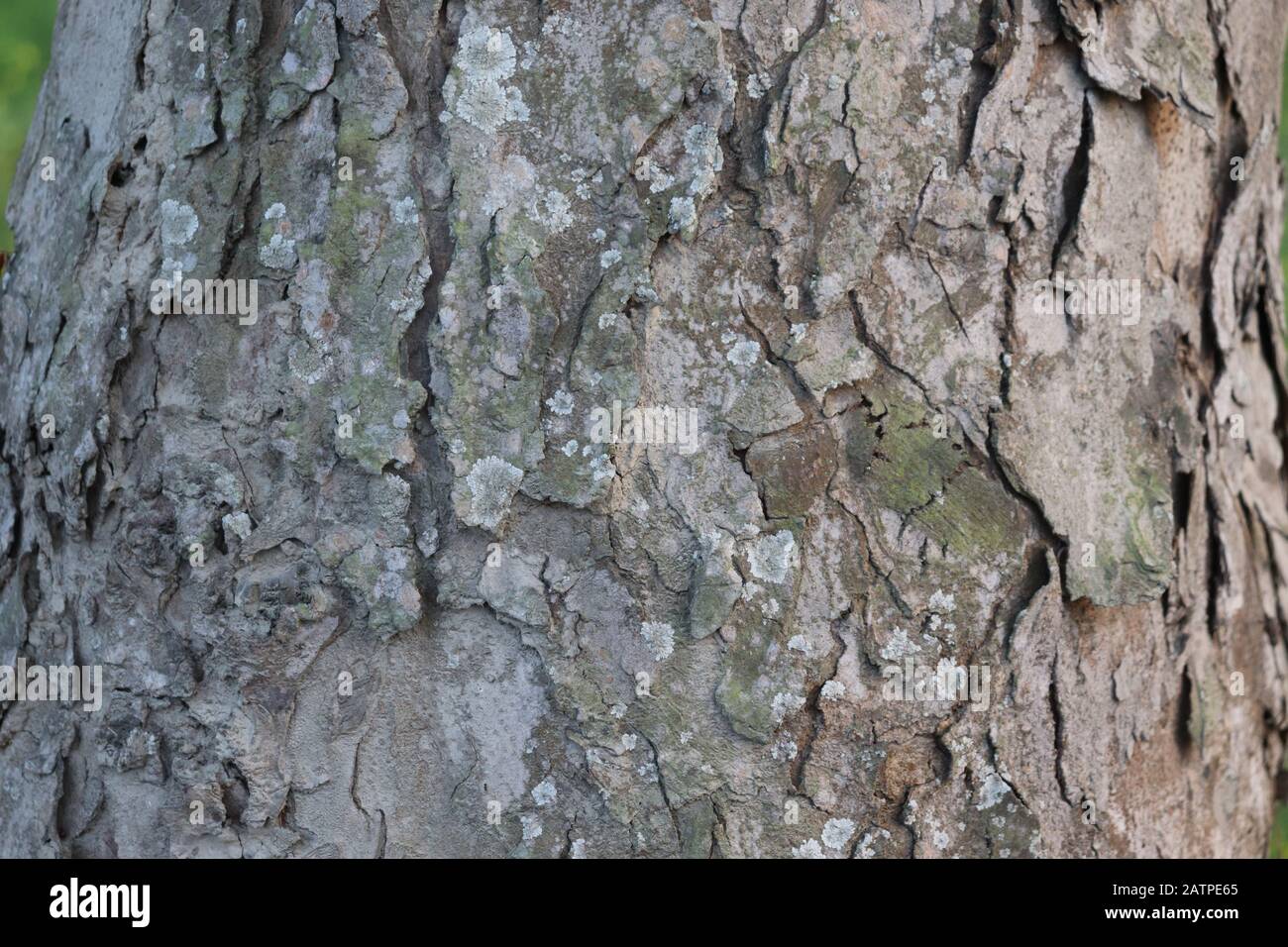 Tree bark texture background. Brown bark of a tree Stock Photo - Alamy