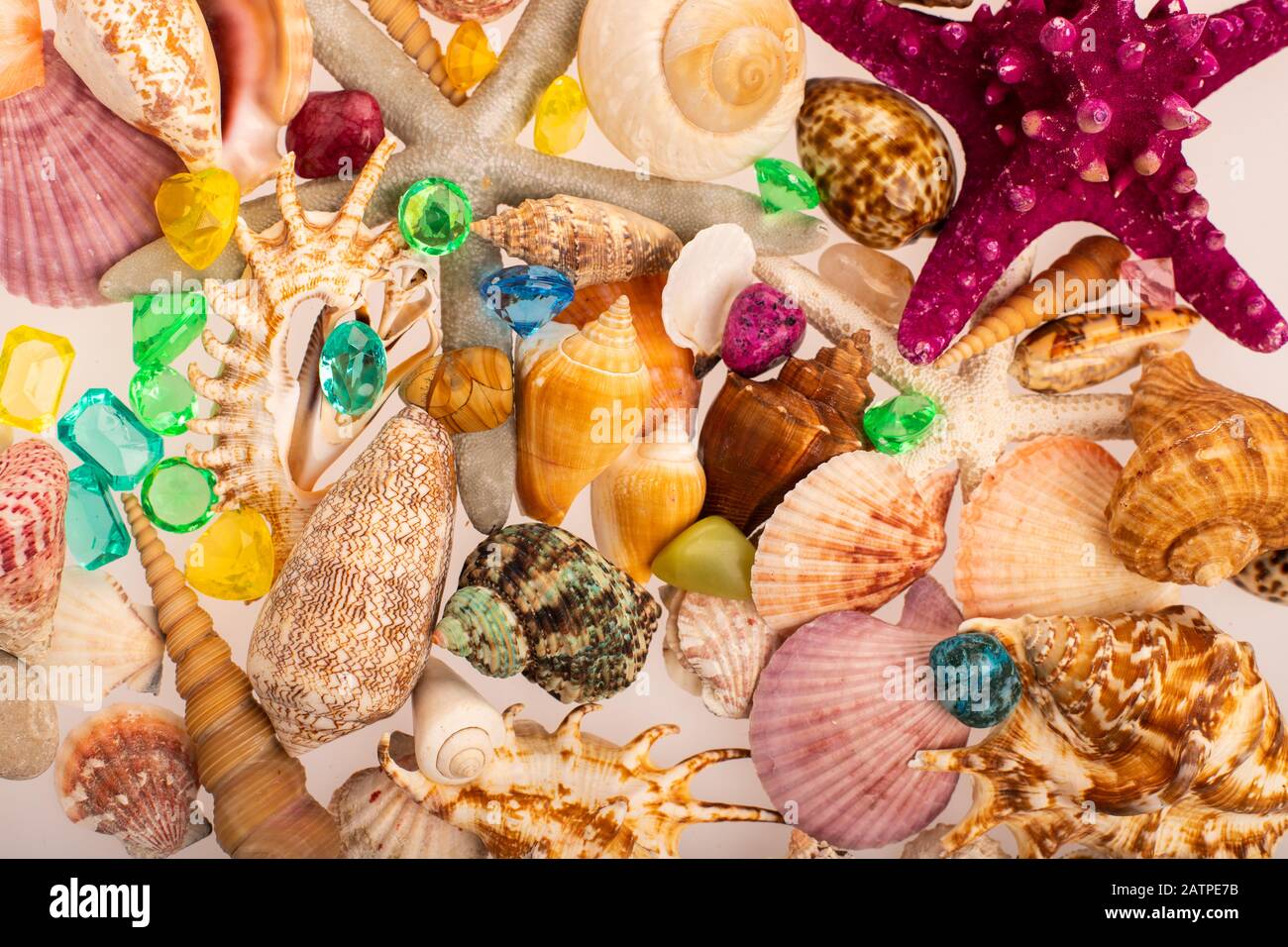 Tropical background of beautiful shells on a white background. Multi ...