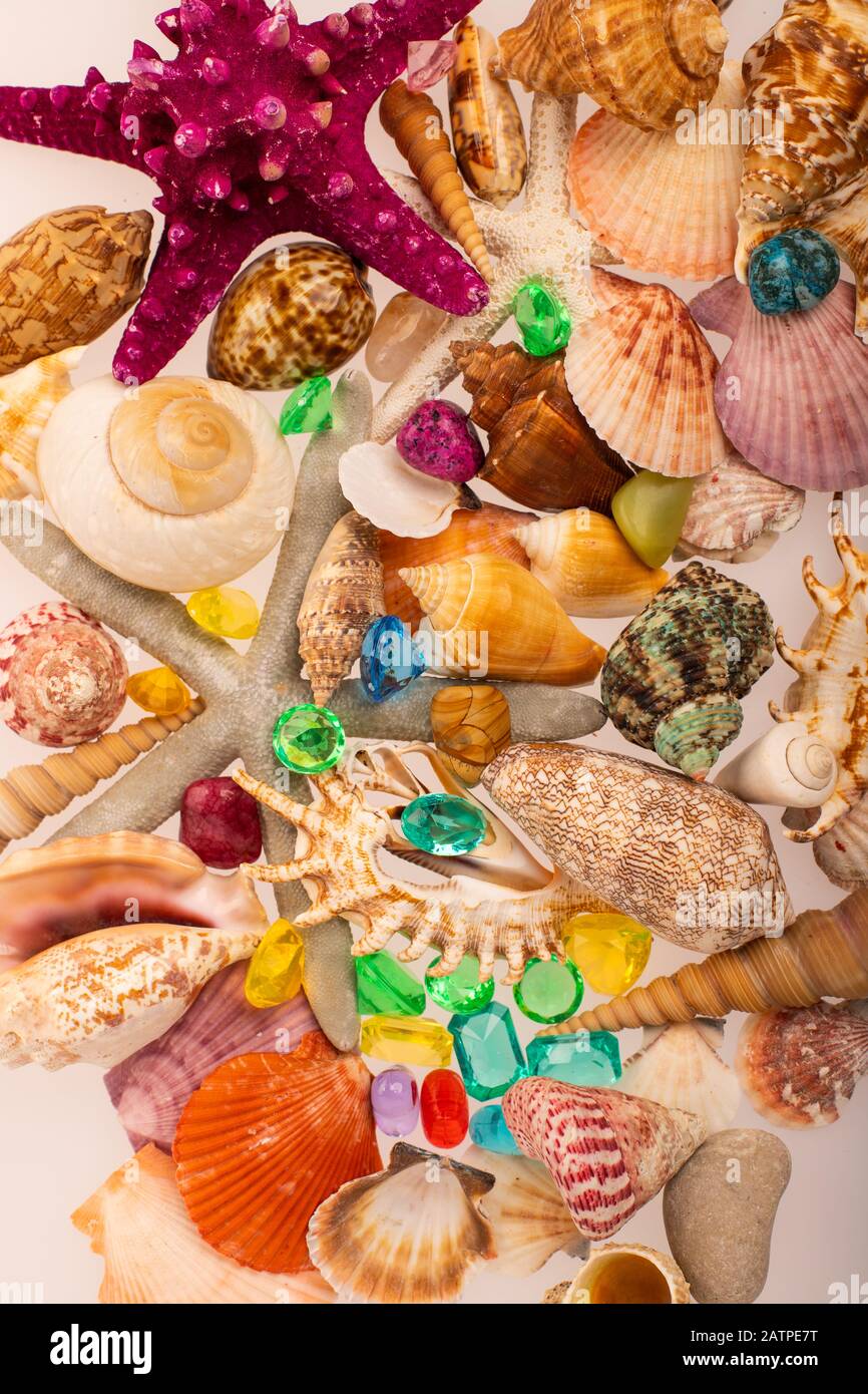 Tropical background of beautiful shells on a white background ...