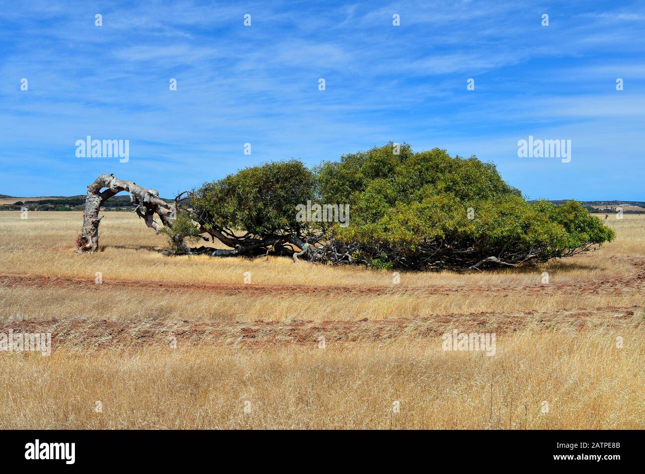The leaning tree hi-res stock photography and images - Alamy