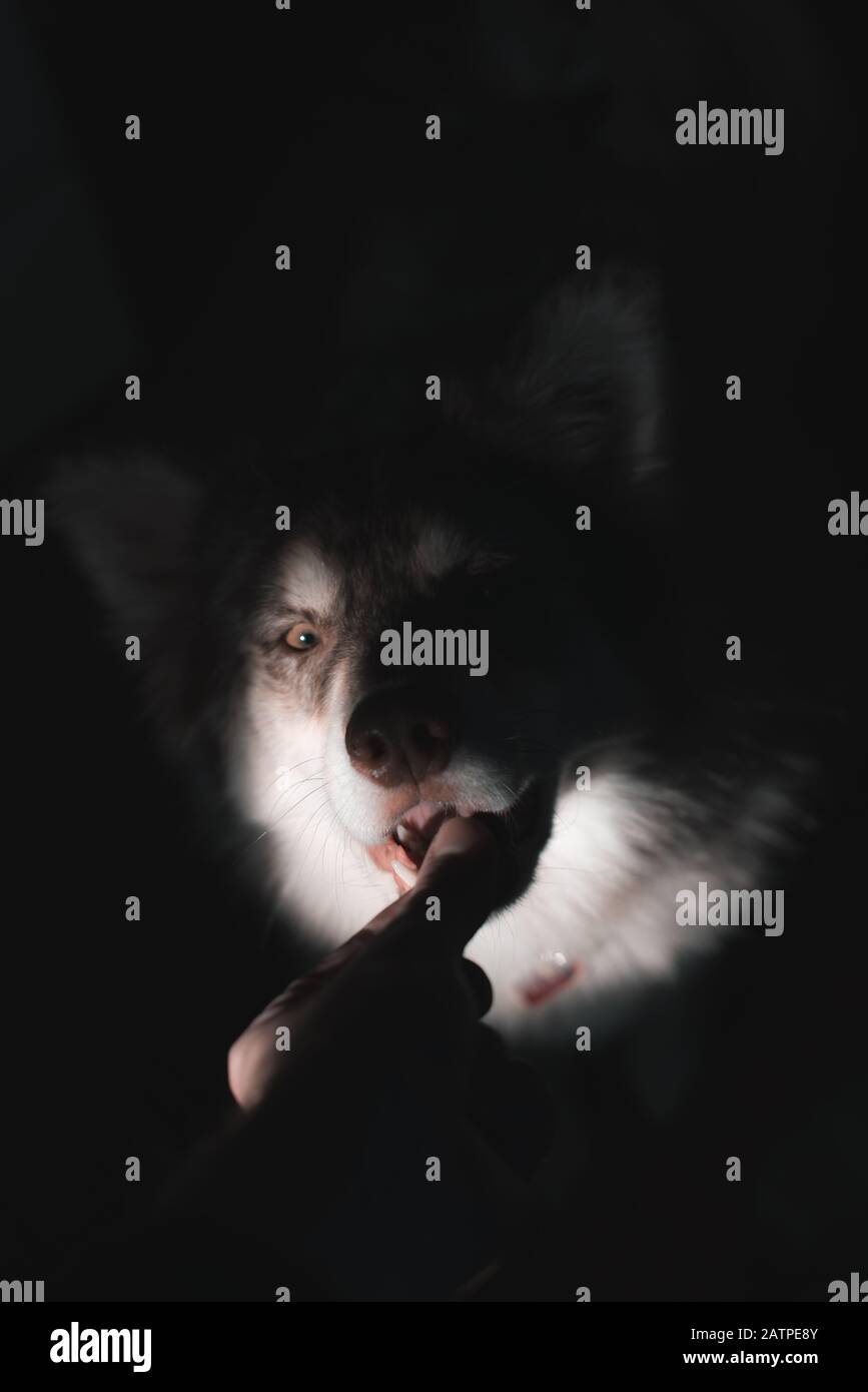 Husky Dog getting a treat with high contrast Stock Photo - Alamy