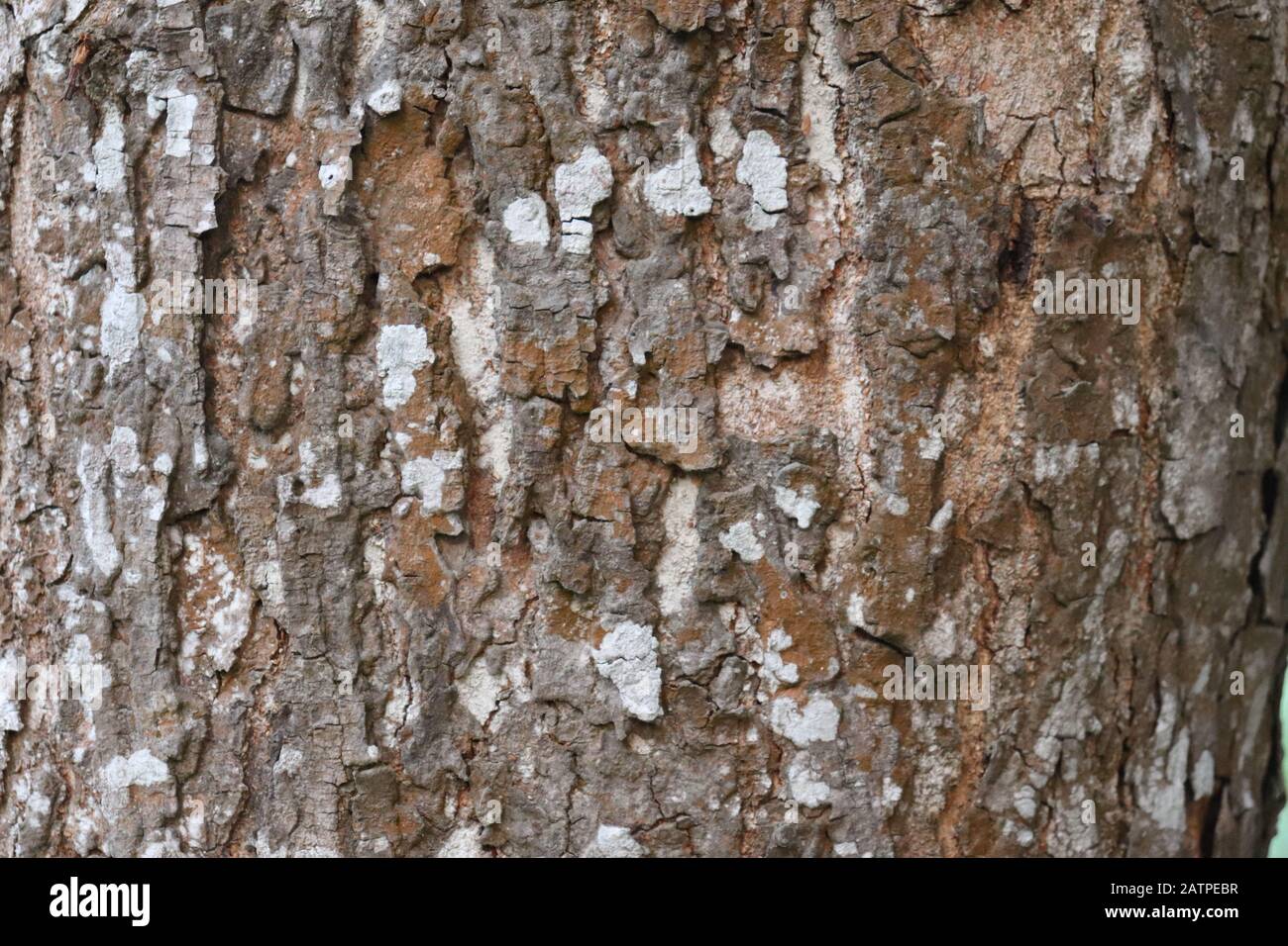 Tree bark texture background. Brown bark of a tree Stock Photo - Alamy