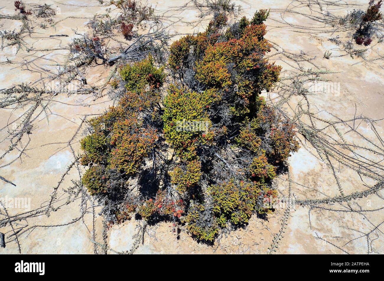 Salt plants hi-res stock photography and images - Alamy