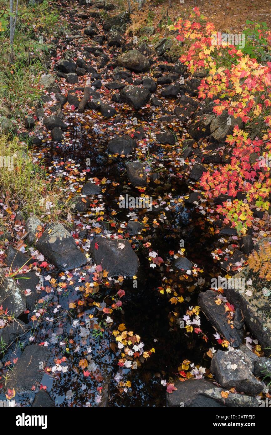 Autumn Colors & Stream on Duck Brook Road in Acadia National Park ...