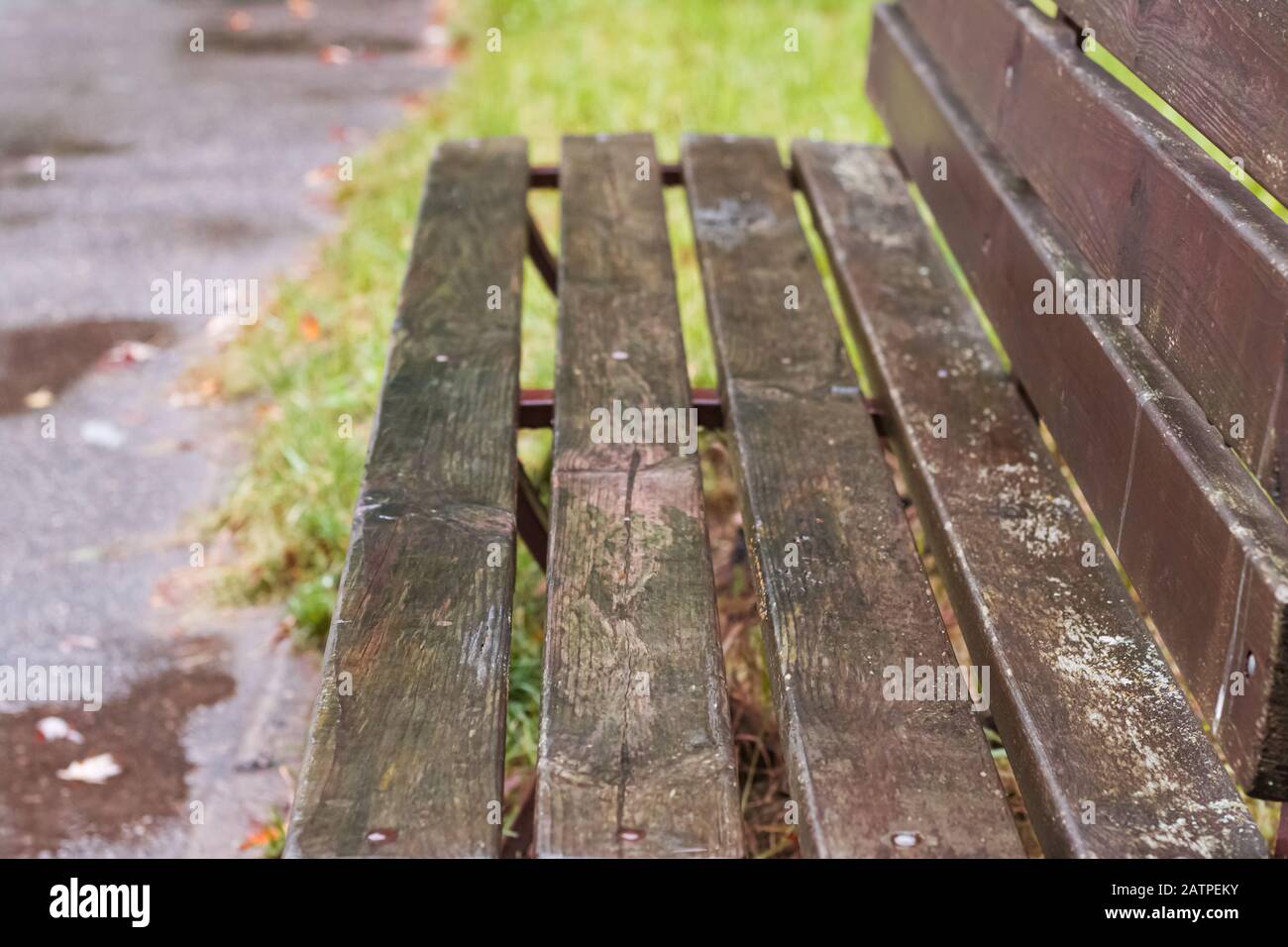 Wooden bench in park in the rain Stock Photo - Alamy