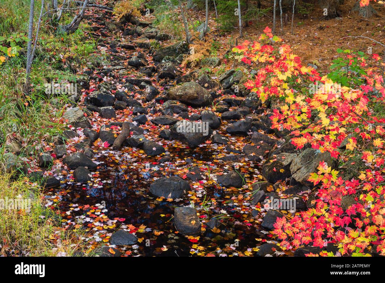Autumn Colors & Stream on Duck Brook Road in Acadia National Park ...