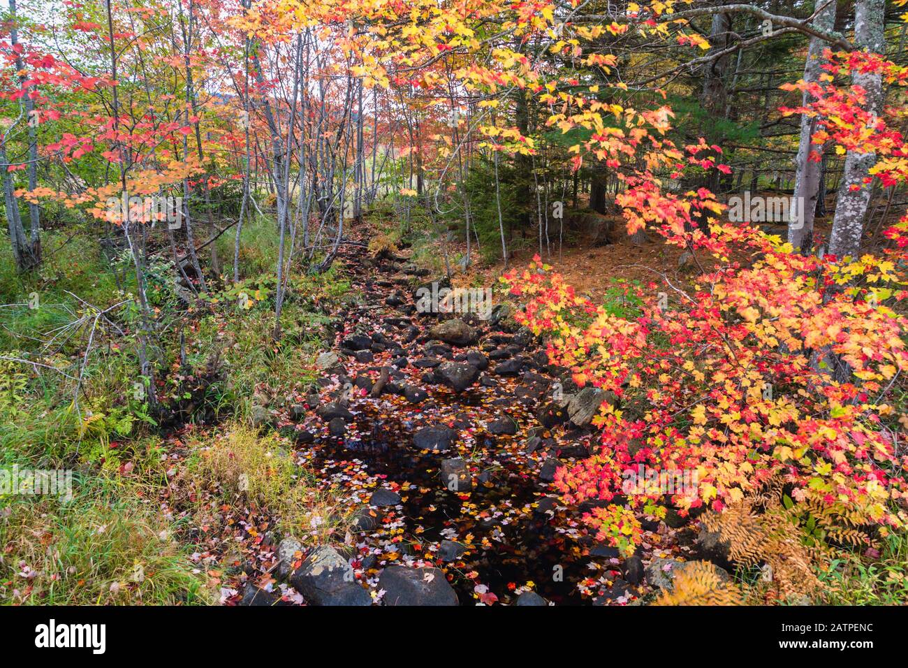 Autumn Colors & Stream on Duck Brook Road in Acadia National Park ...