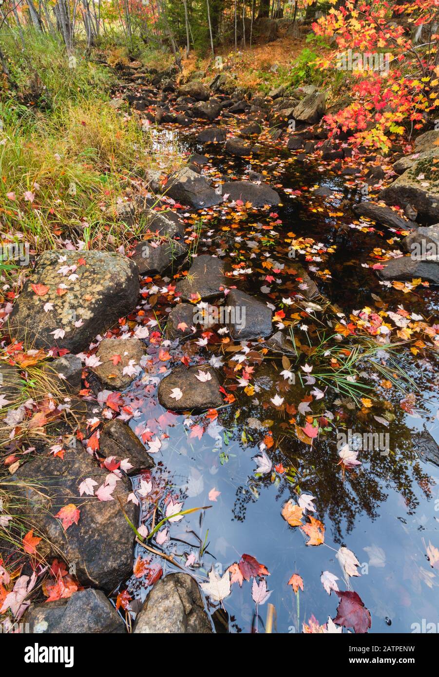 Autumn Colors & Stream on Duck Brook Road in Acadia National Park ...