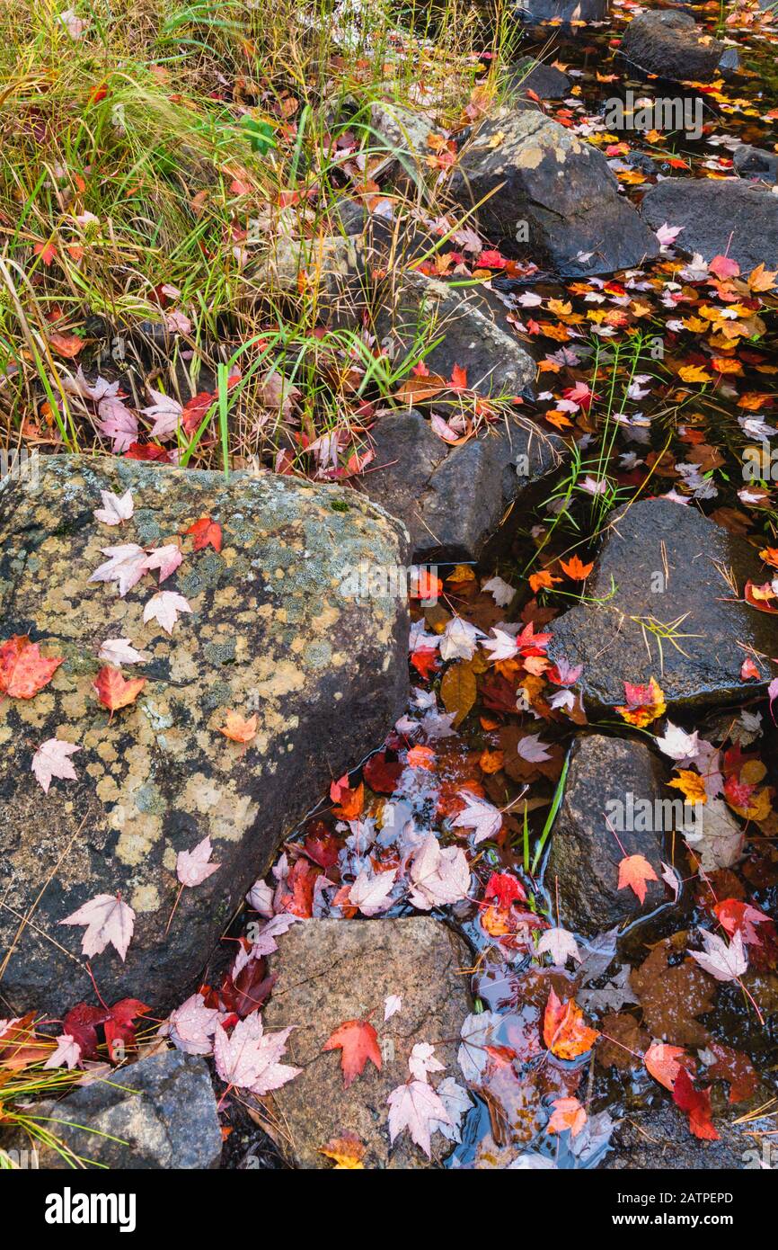 Autumn Colors & Stream on Duck Brook Road in Acadia National Park ...