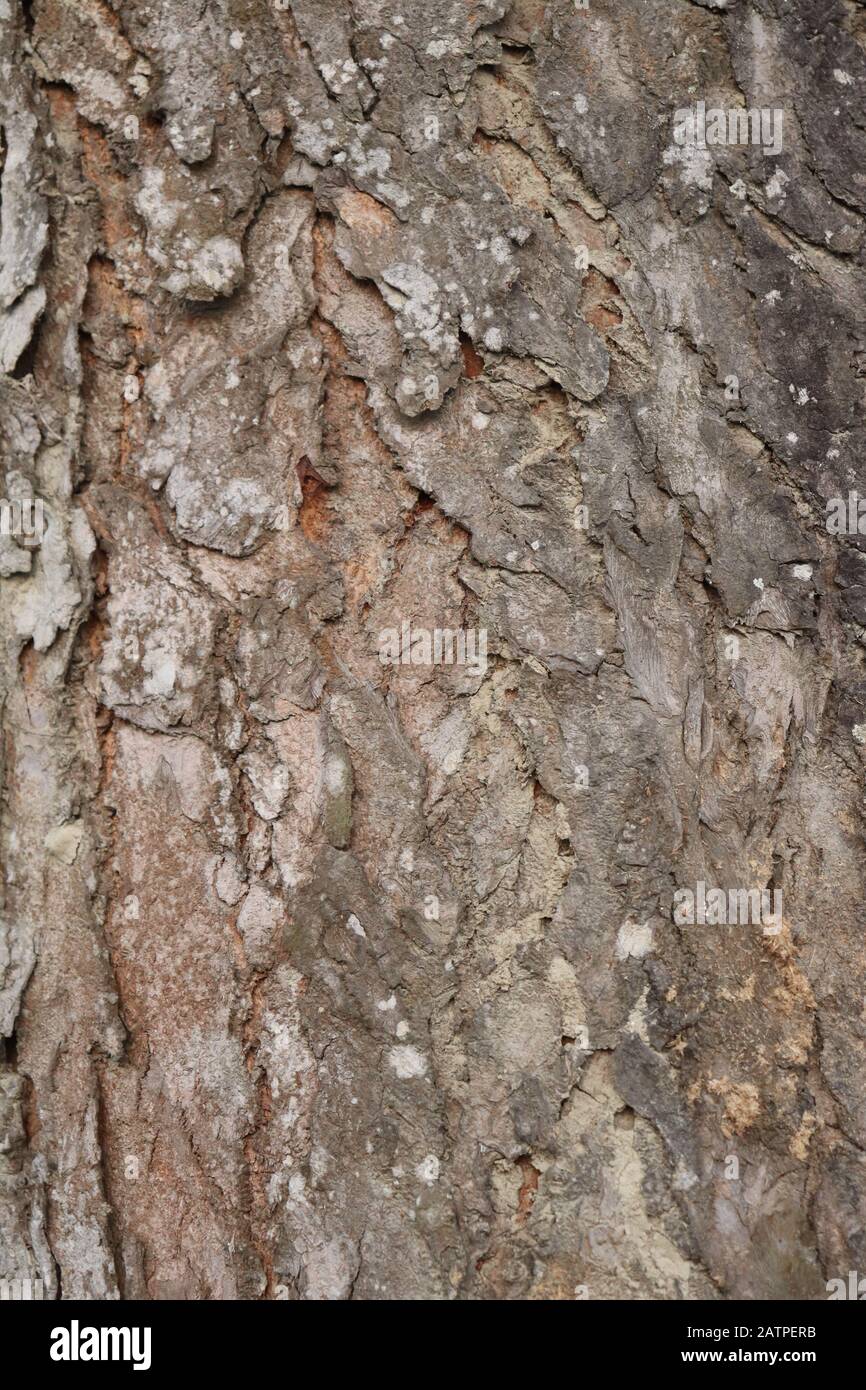 Tree bark texture background. Brown bark of a tree Stock Photo - Alamy