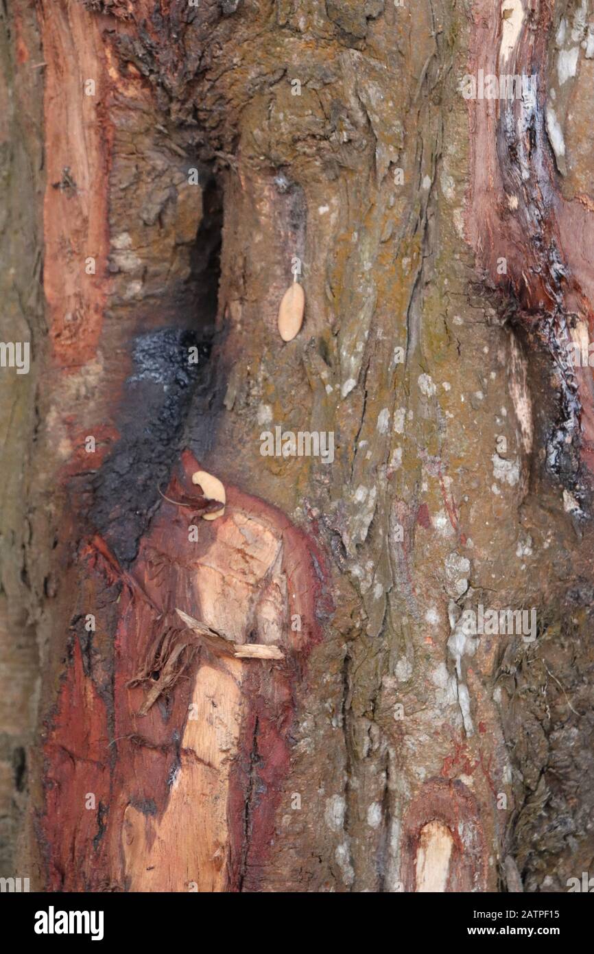 Tree bark texture background. Brown bark of a tree Stock Photo - Alamy