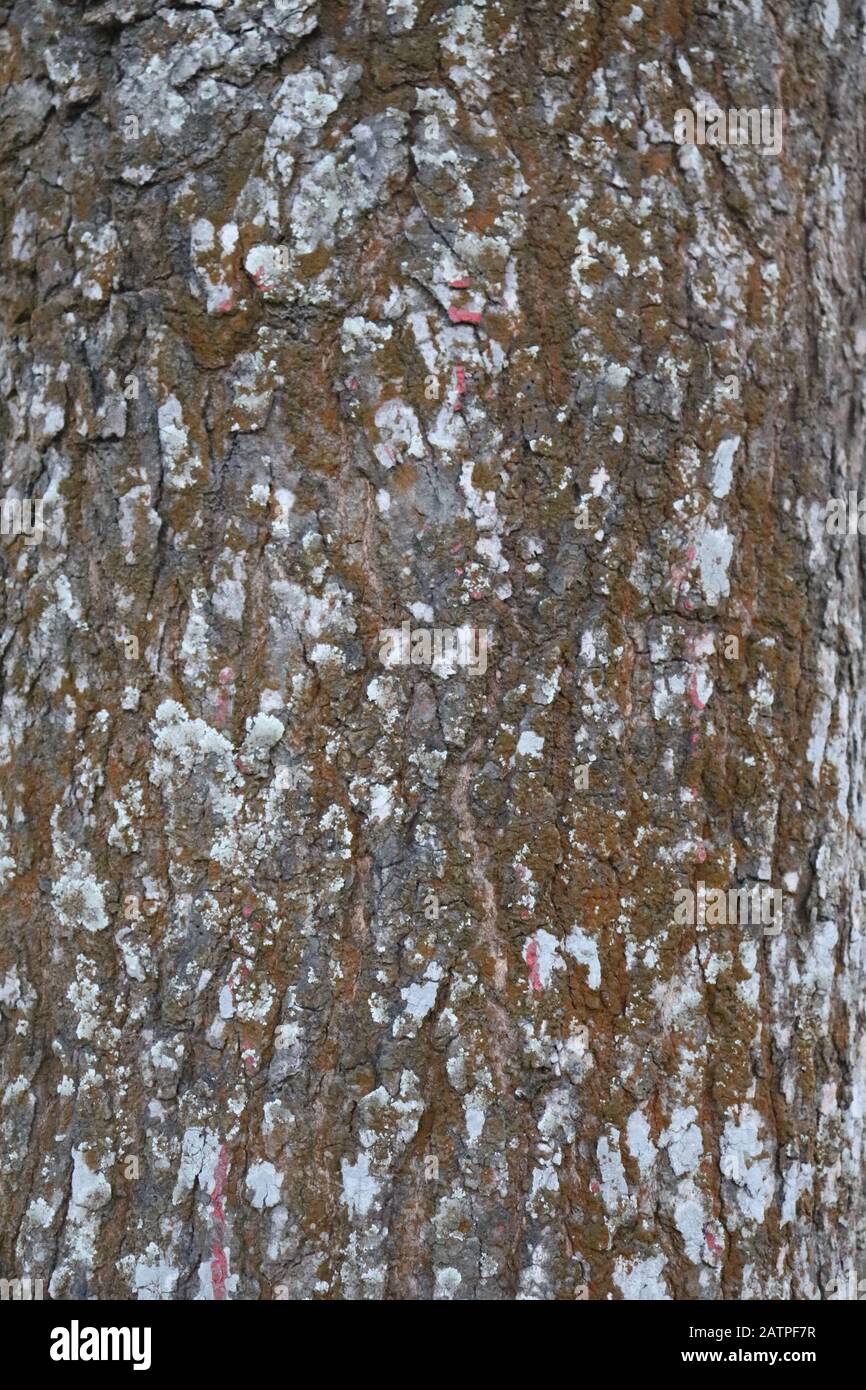 Tree bark texture background. Brown bark of a tree Stock Photo - Alamy