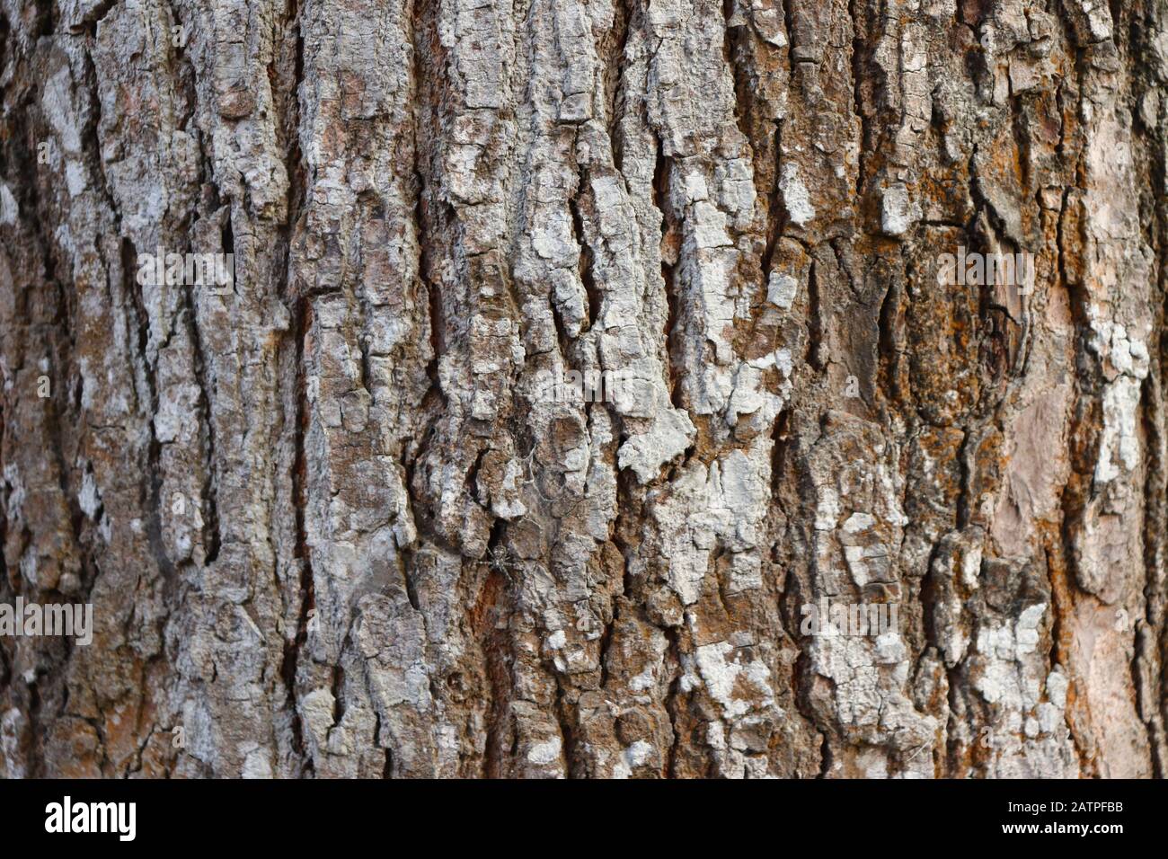 Tree bark texture background. Brown bark of a tree Stock Photo - Alamy