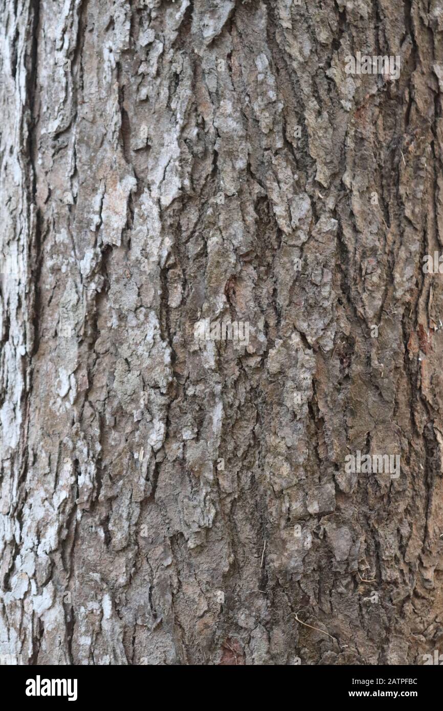 Tree bark texture background. Brown bark of a tree Stock Photo - Alamy