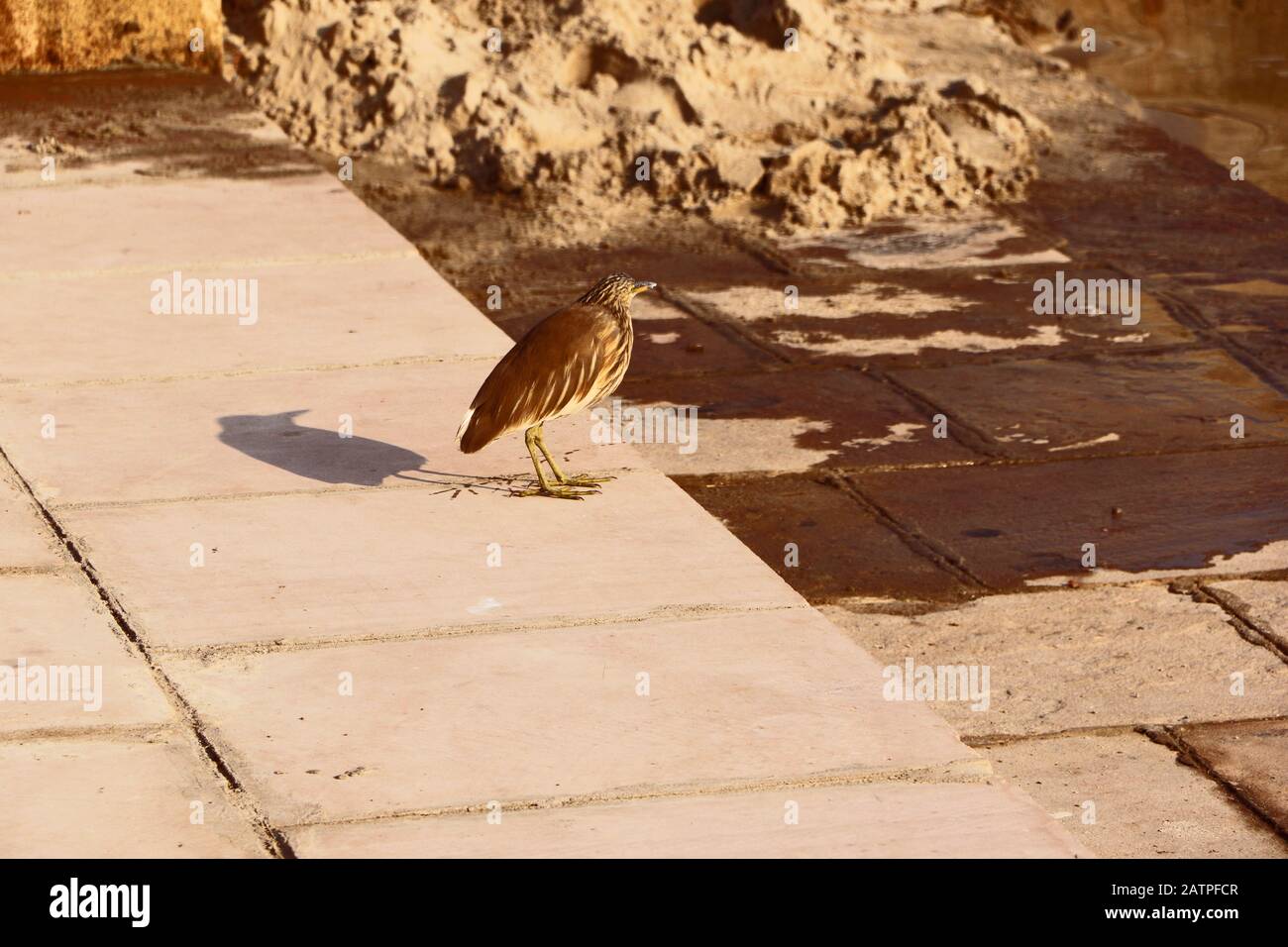 Crow is finding worms in the mud Stock Photo - Alamy
