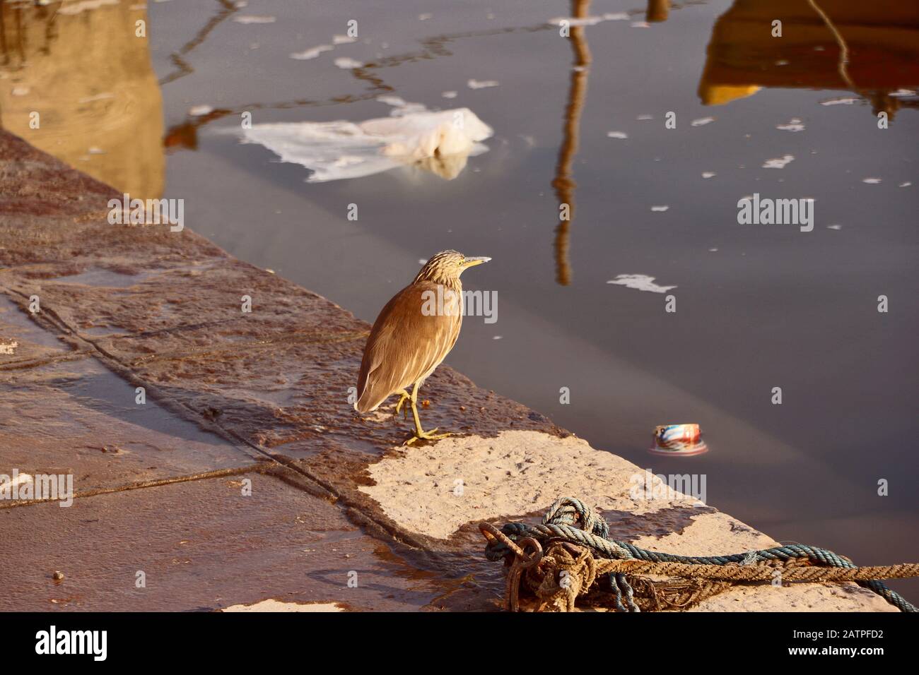 Crow is finding worms in the mud Stock Photo - Alamy
