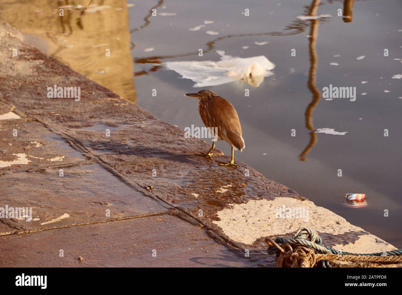 Crow is finding worms in the mud Stock Photo - Alamy