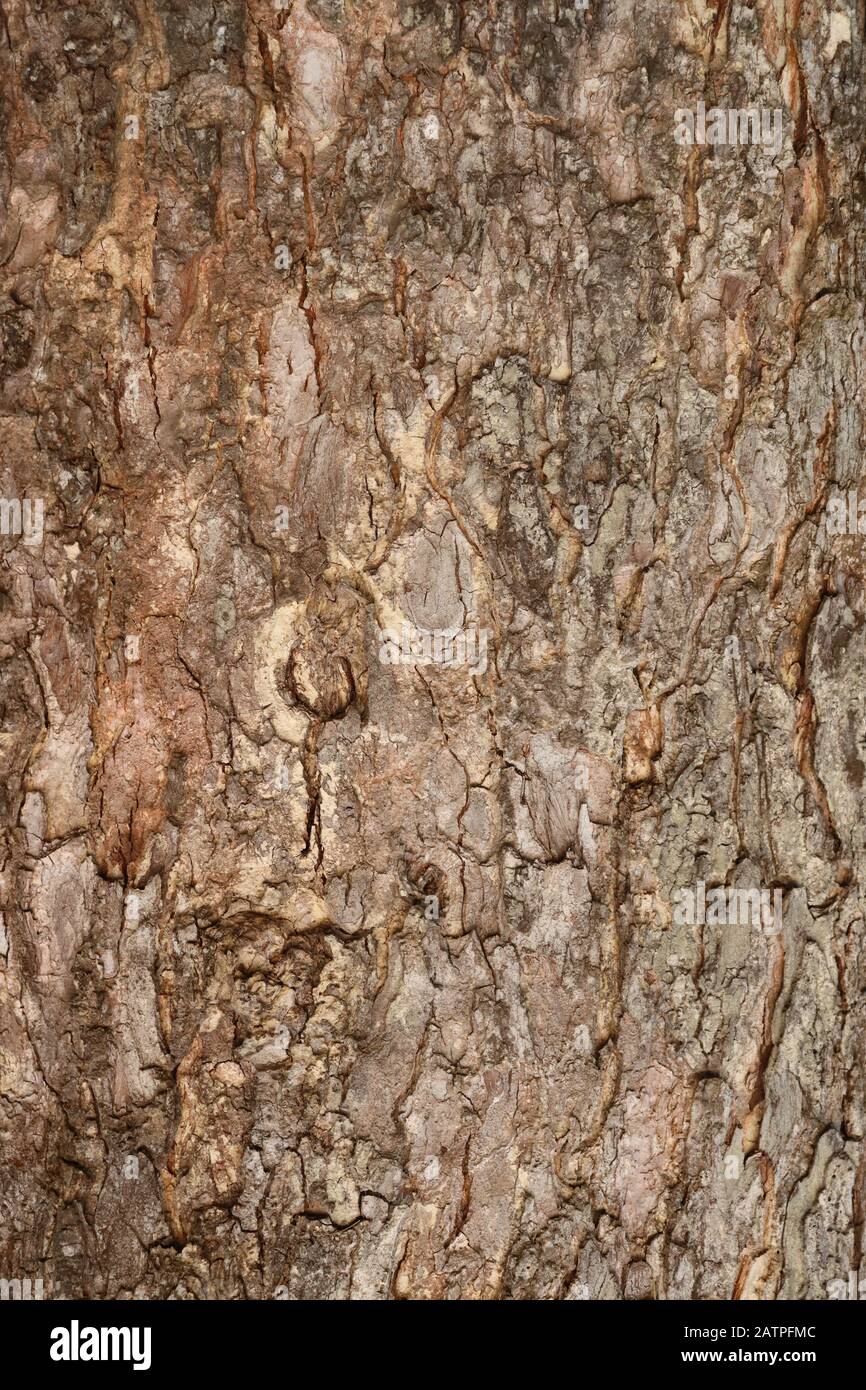 Tree bark texture background. Brown bark of a tree Stock Photo - Alamy