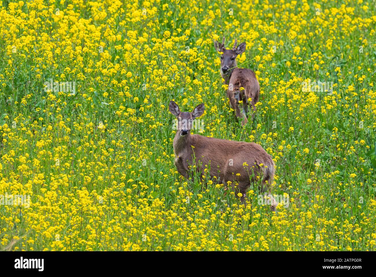 White-tailed Deer - Odocoileus virginianus, common wild ungulate from ...