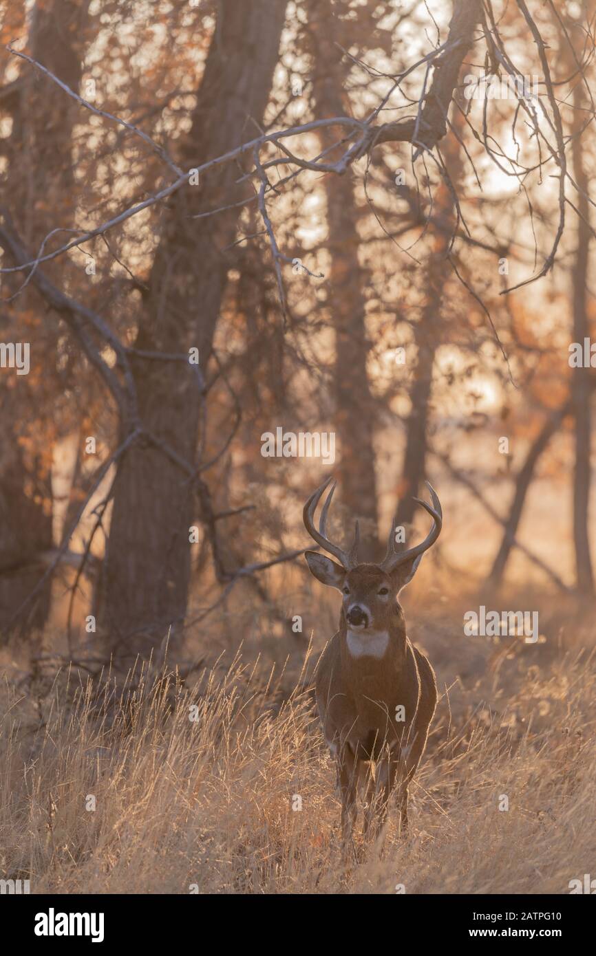 Whitetail Deer Buck in the Fall rut Stock Photo - Alamy