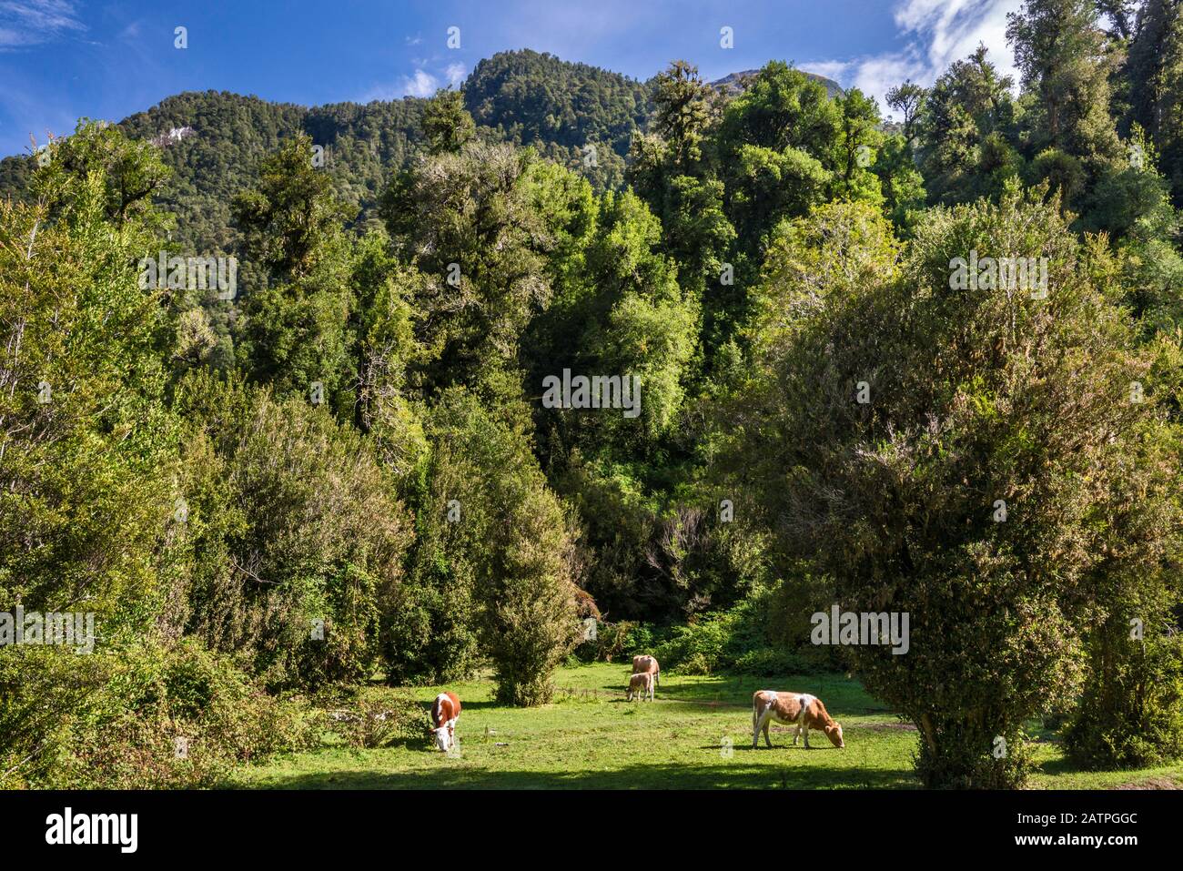 Cows at pasture in temperate forest of Cochamo Valley, Los Lagos Region ...
