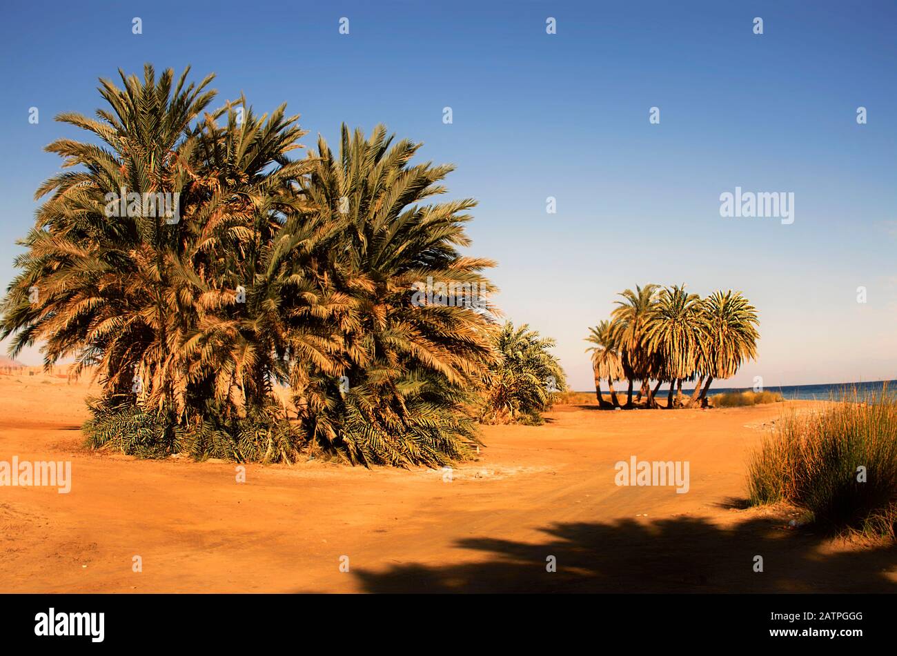 Amazing sea view, with the stunning palm trees Stock Photo - Alamy