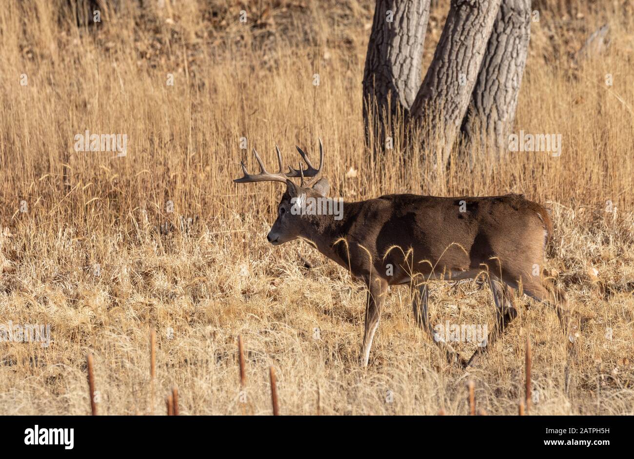 Whitetail Deer Buck in the Fall rut Stock Photo - Alamy