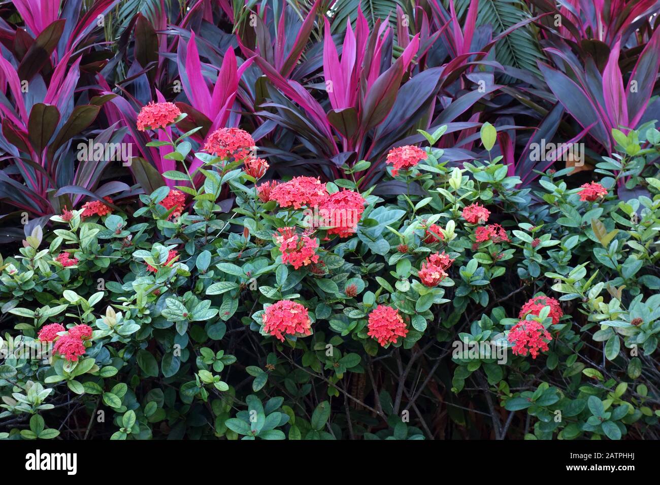 Red Jungle Geraniums Flowers (Ixora coccinea) in the Gardens at Azul ...