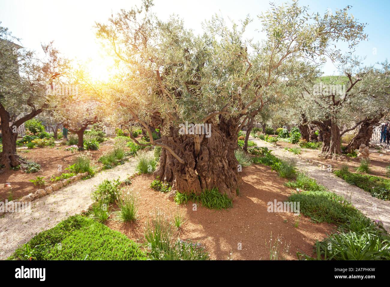 Thousand-year olive trees in Garden of Gethsemane, Israel Stock Photo ...