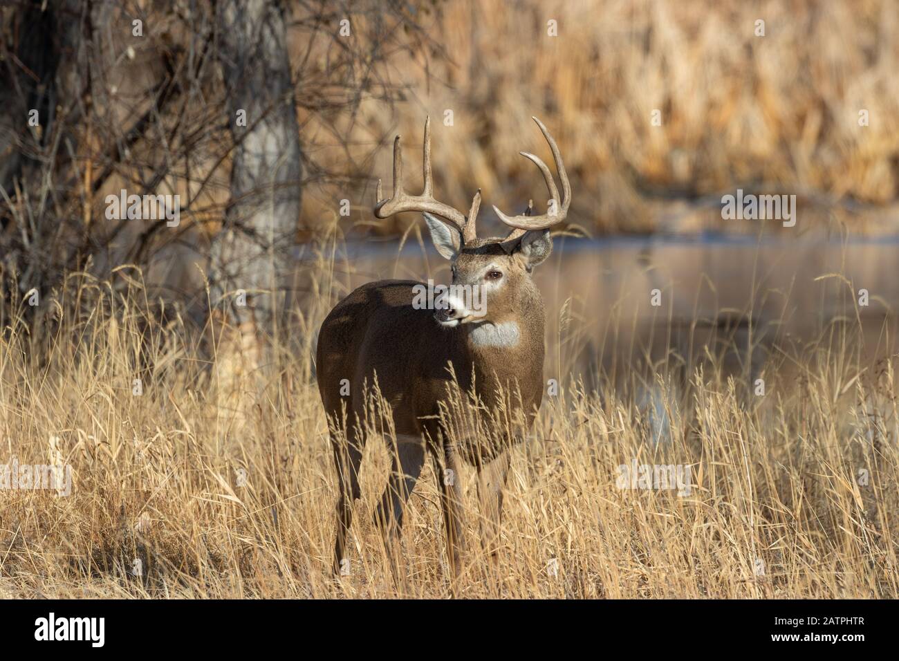 Whitetail Deer Buck in the Fall rut Stock Photo - Alamy