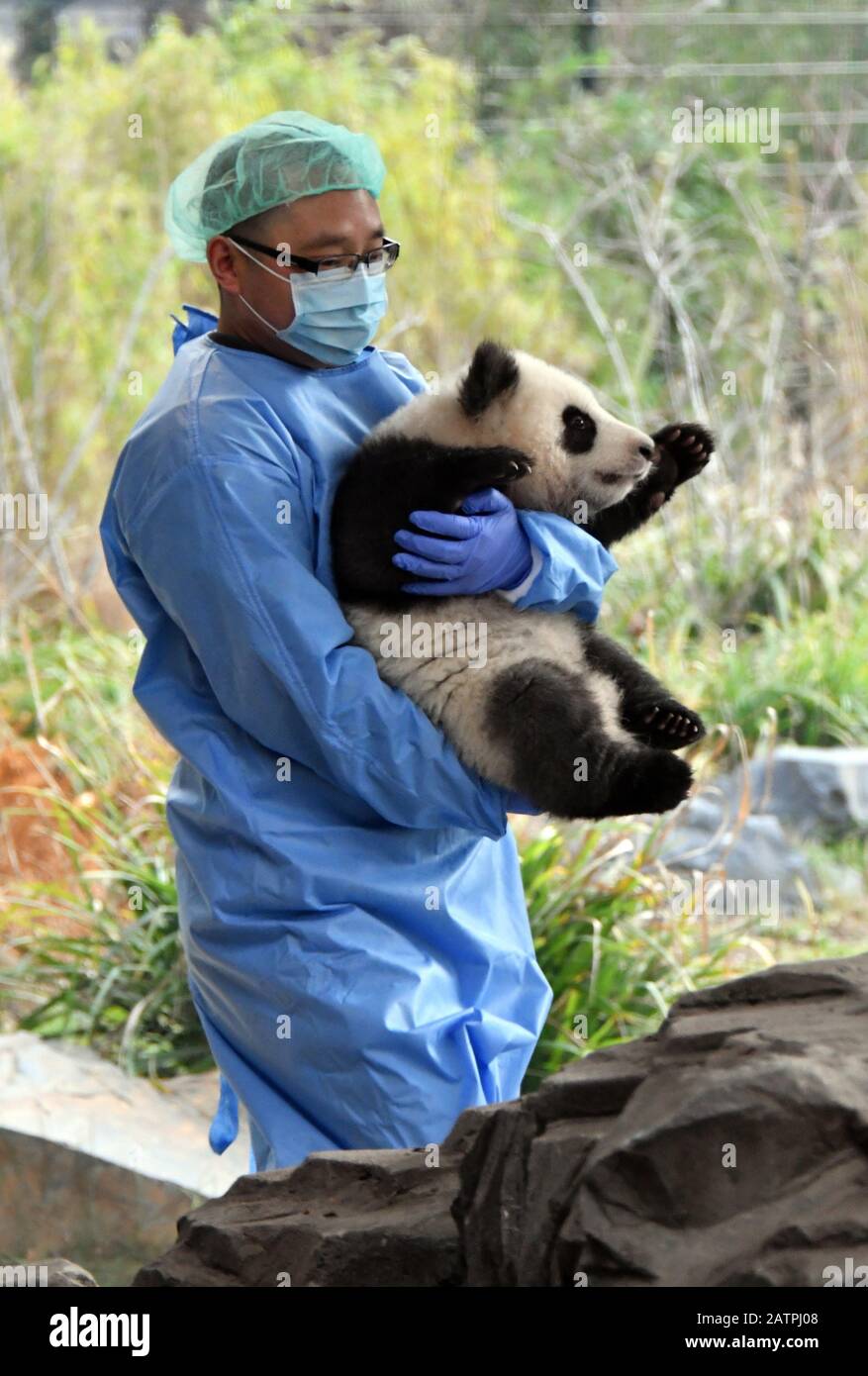 Berlin, Germany. 29th Jan, 2020. The first of the two panda twins, Meng ...