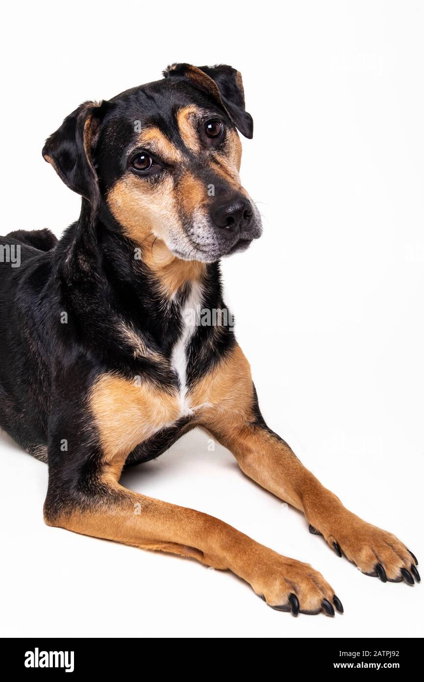 Curious dog posing for portraits on a white background; Studio Stock ...