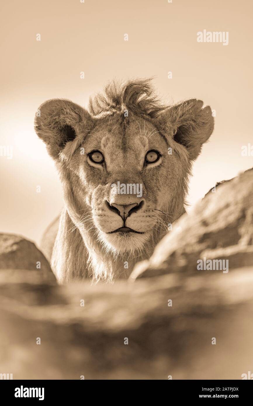 Short mane hi-res stock photography and images - Alamy