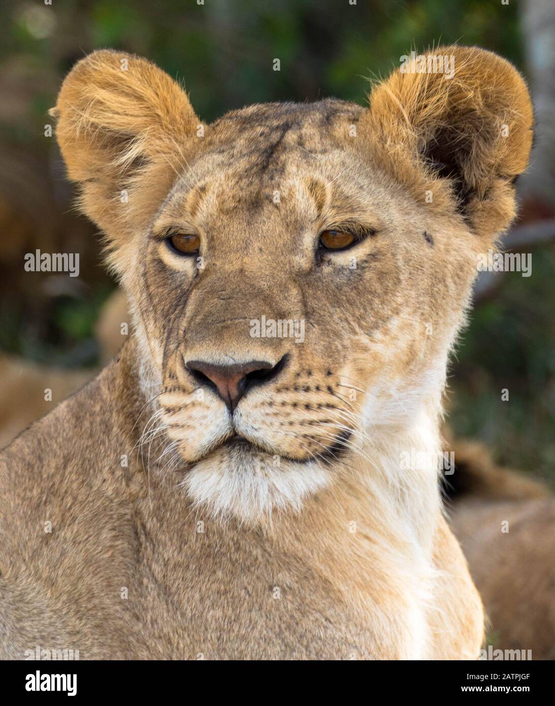 Lone female lioness hi-res stock photography and images - Alamy