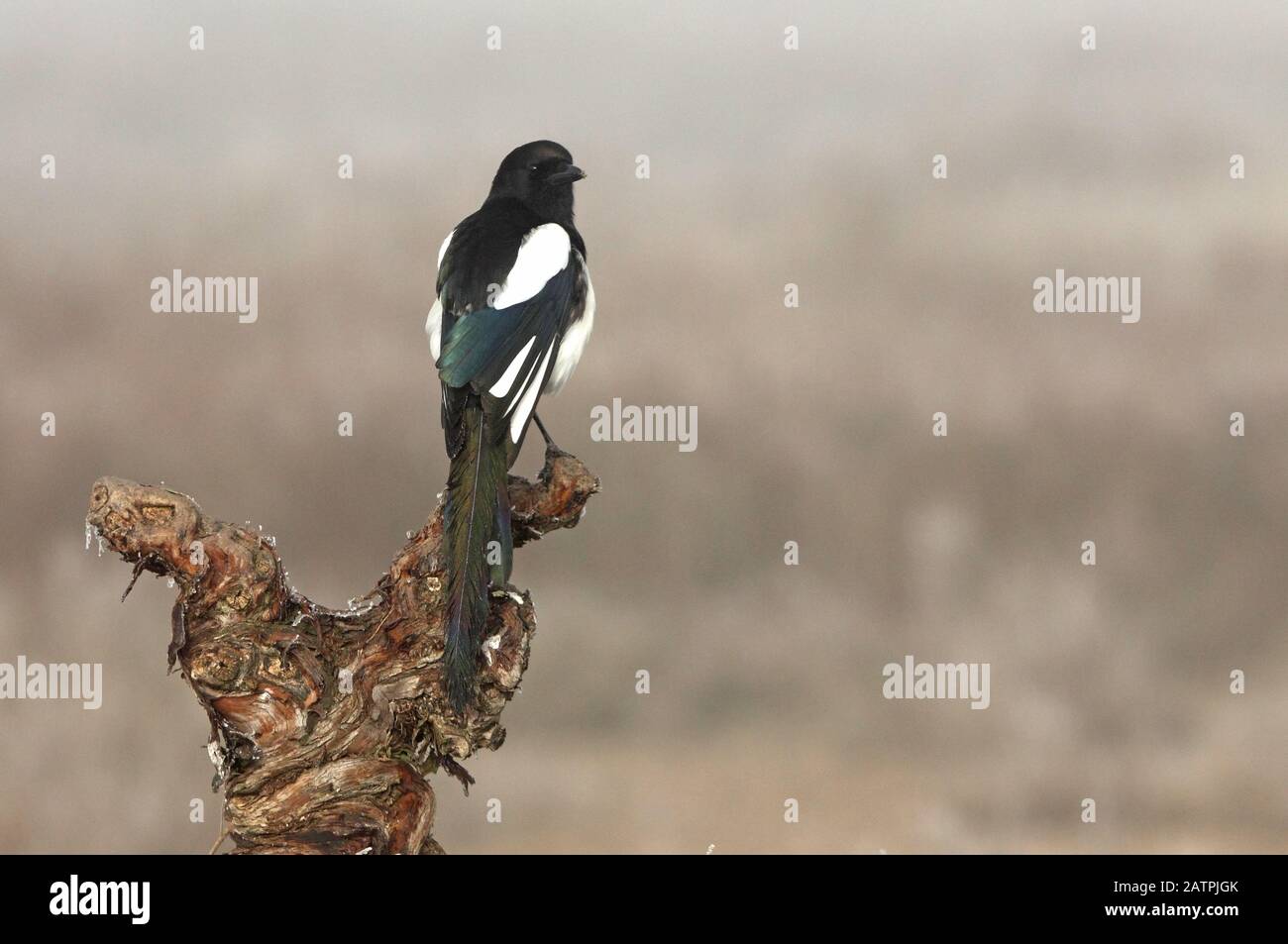 Common magpie with the first light of day in a pine forest Stock Photo ...
