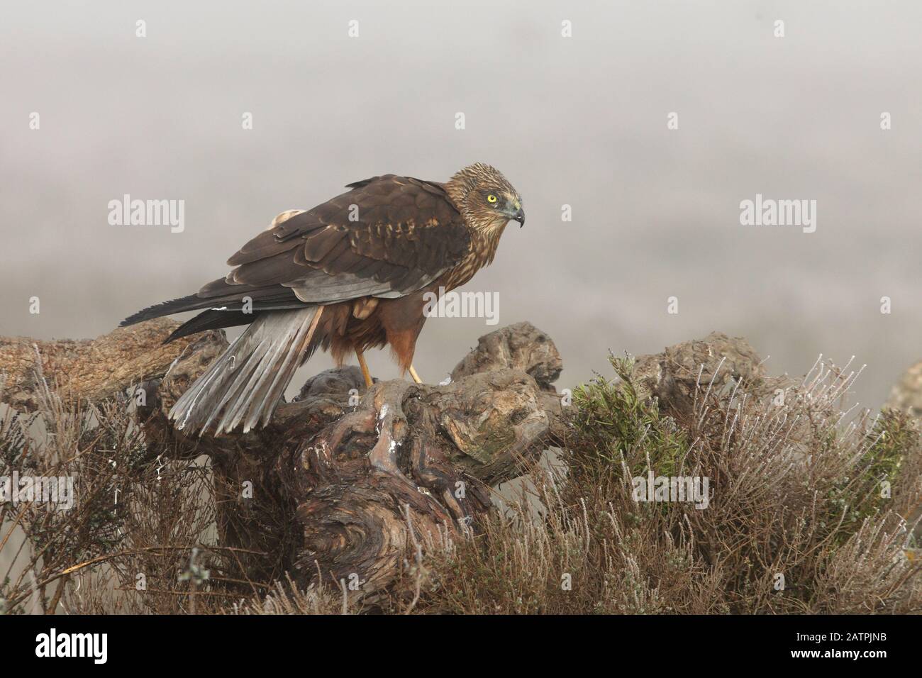 Western Marsh harrier, hawks, falcons, birds, Circus aeroginosus Stock ...
