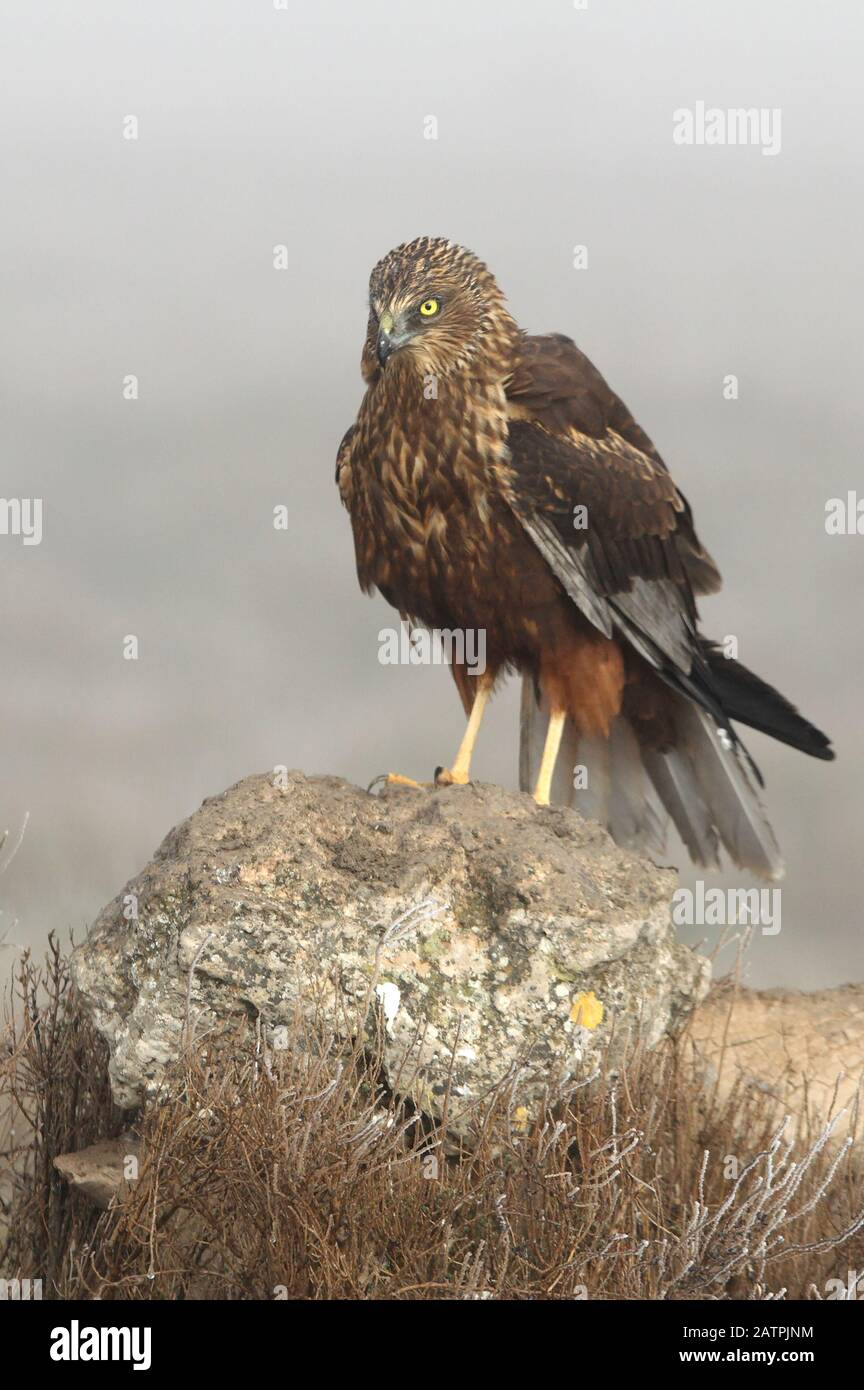Western Marsh harrier, hawks, falcons, birds, Circus aeroginosus Stock ...