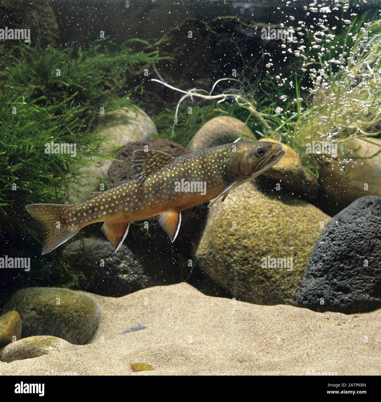 Brook trout, (Salvelinus fontinalis), captive, France Stock Photo - Alamy