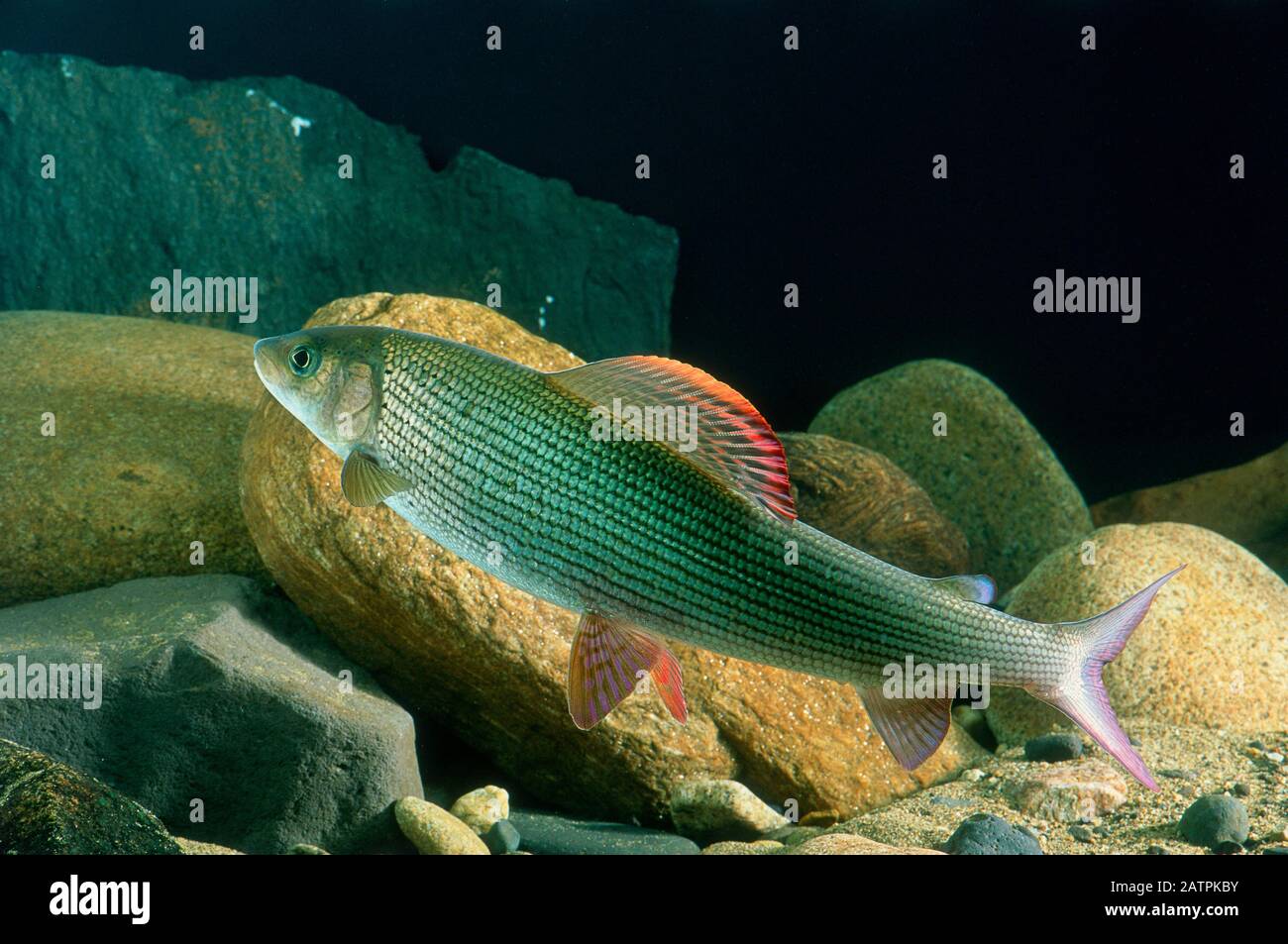 Thymallus underwater hi-res stock photography and images - Alamy