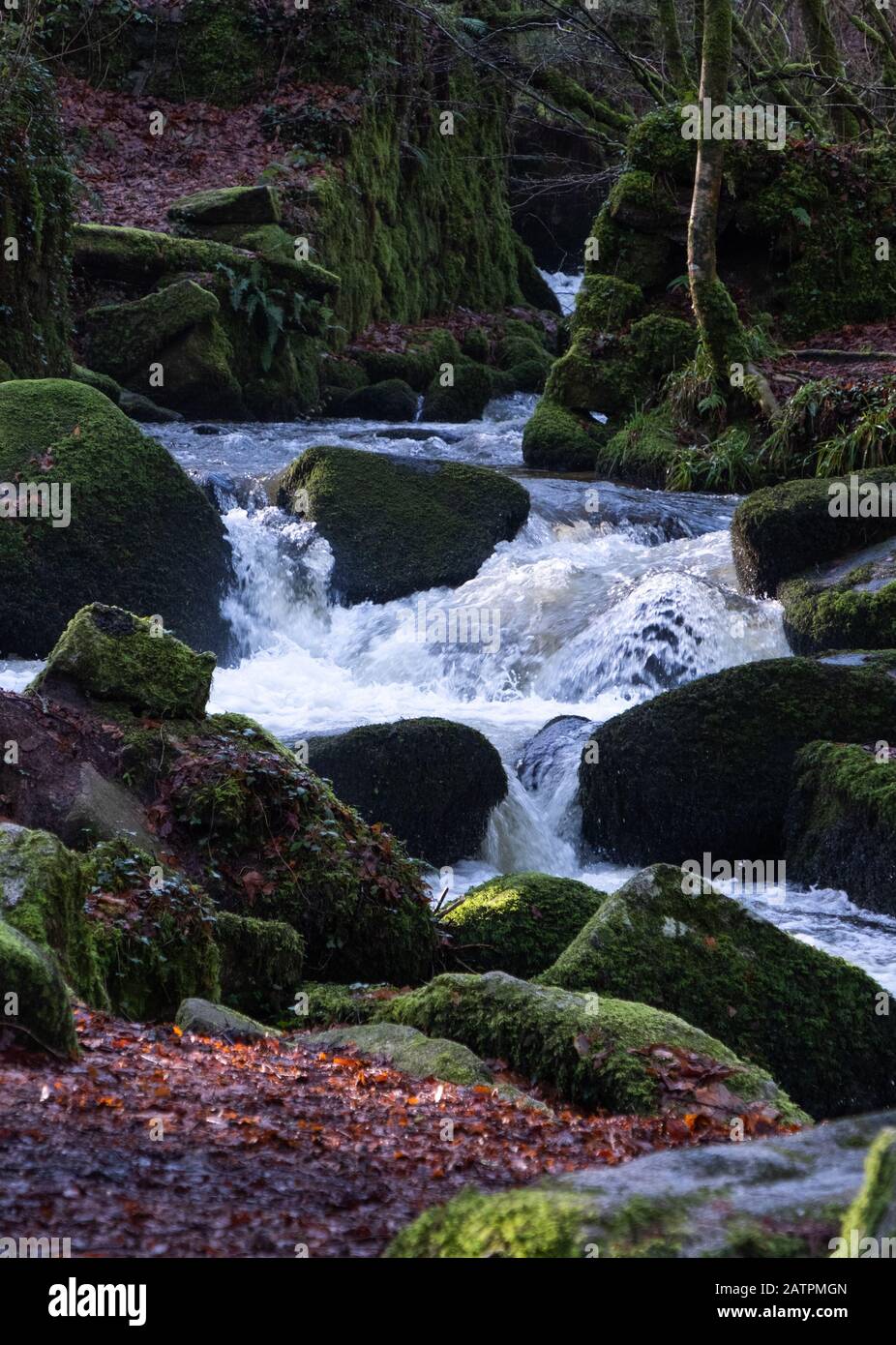 Tumbling frothy white, fast running stream through old woodlands of an ...