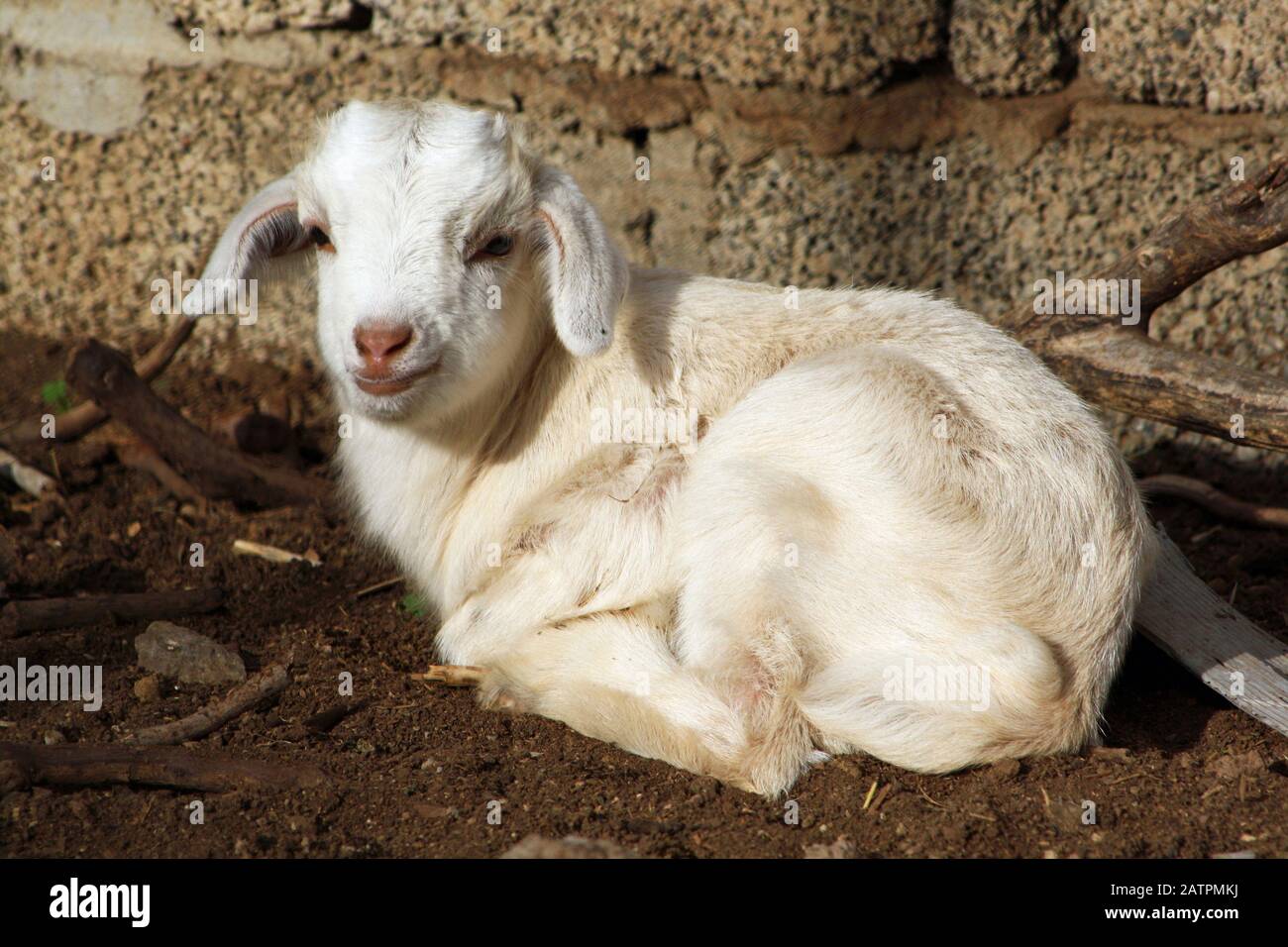 Ziege schaf hi-res stock photography and images - Alamy