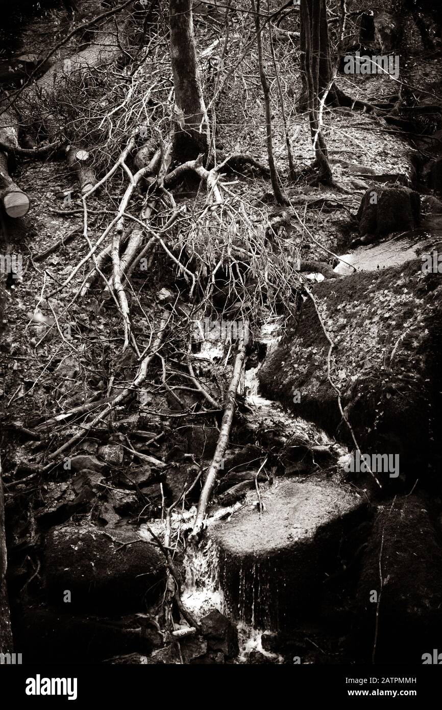 Sepia toned image of writhing tree roots across the floor of an old ...