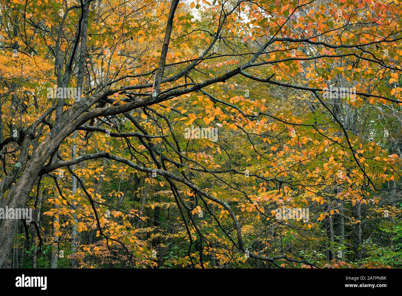 Tree branches and brightly colored leaves in a midwest forest in autumn ...