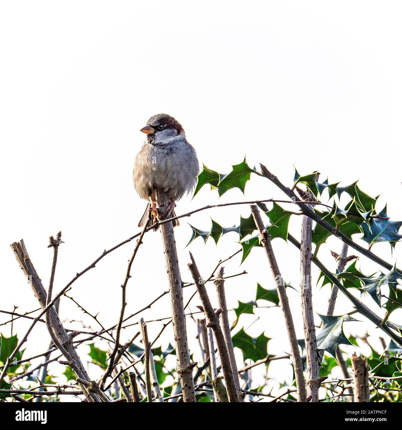 475 iain davidson photographic hi-res stock photography and images - Alamy