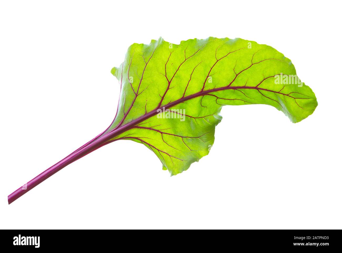 Beet leaves. Beetroot leaves, fresh beet leaf isolated on white ...