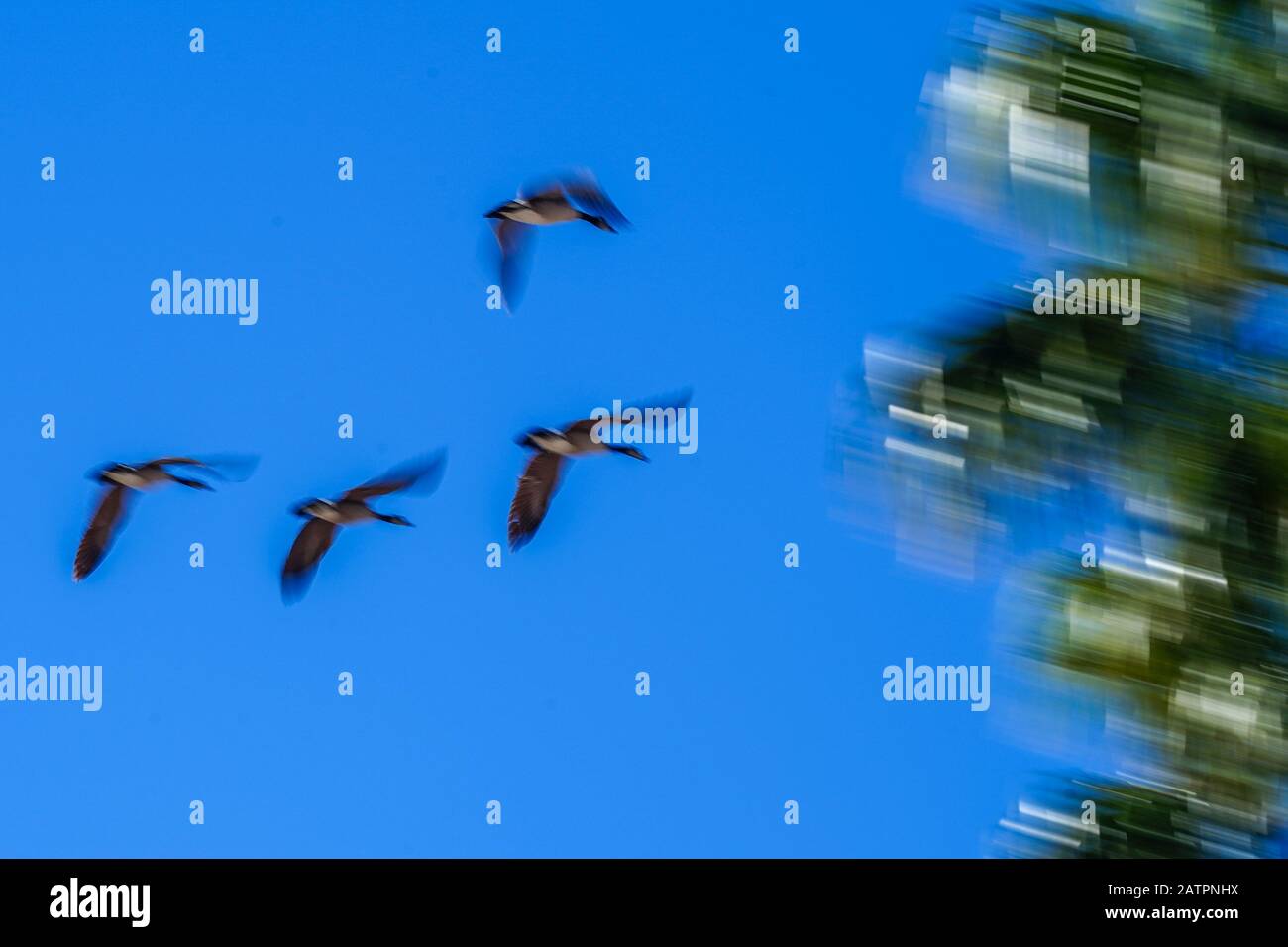 Creative motion blur of Canadian geese flying in formation with a blue ...