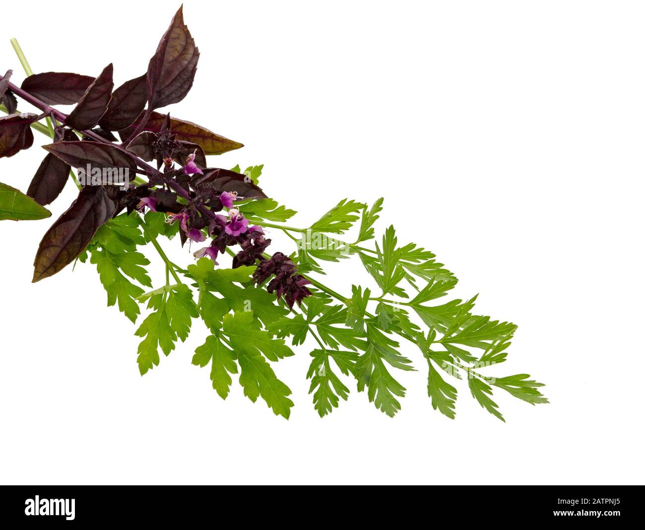 Fresh spices herbs, basil, celery, parsley, isolated on white ...